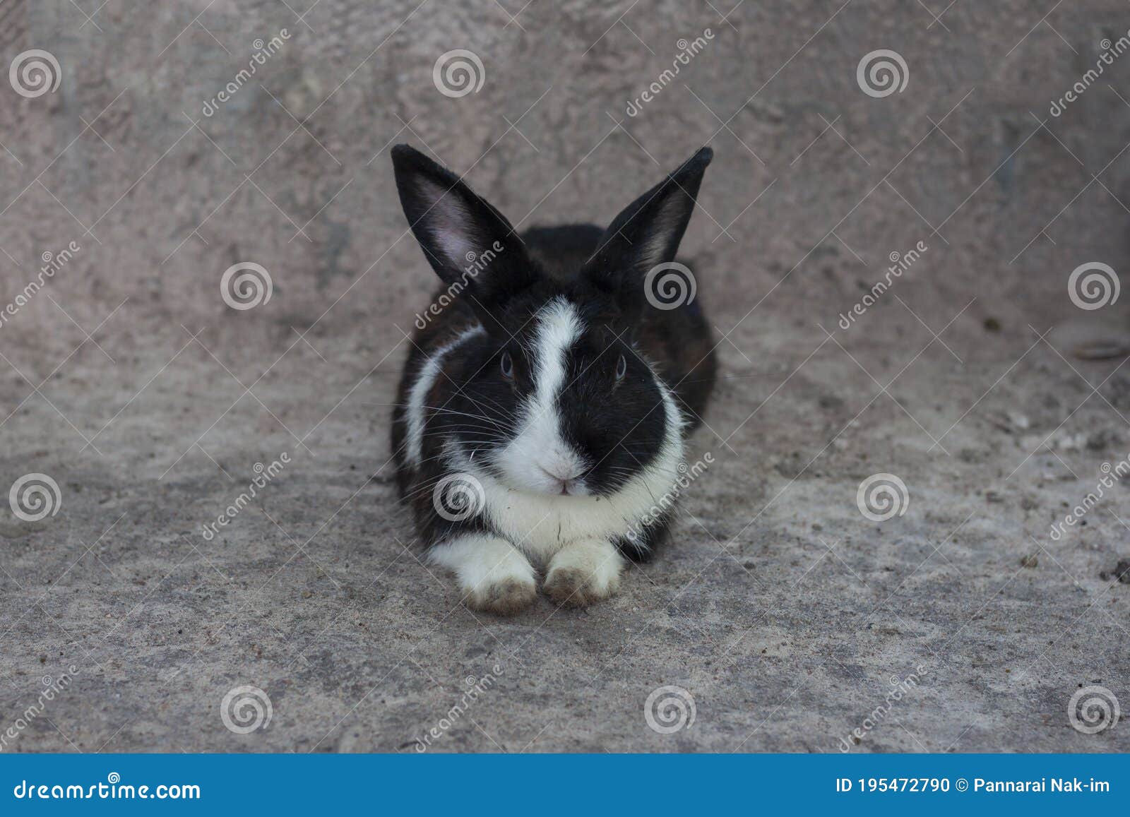Black and White Rabbit Look and Laying Down on the Floor. Stock Photo ...