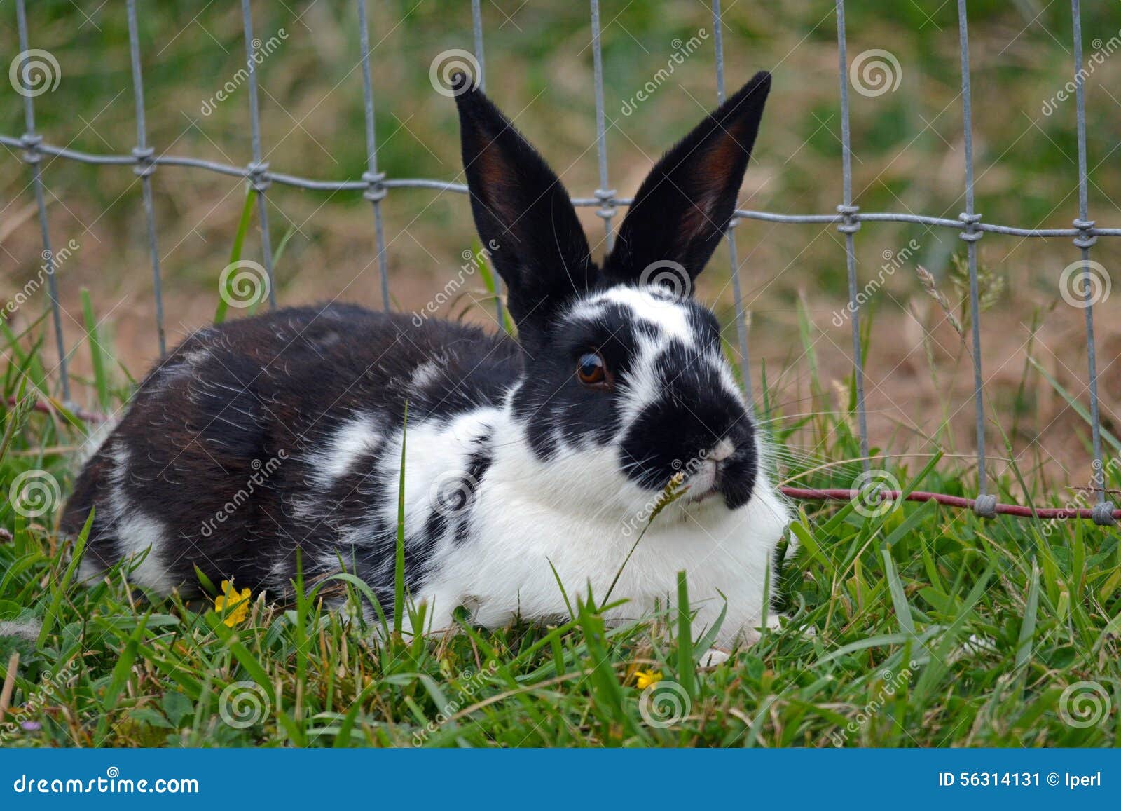 Black and white rabbit stock image. Image of mammal, nature - 56314131