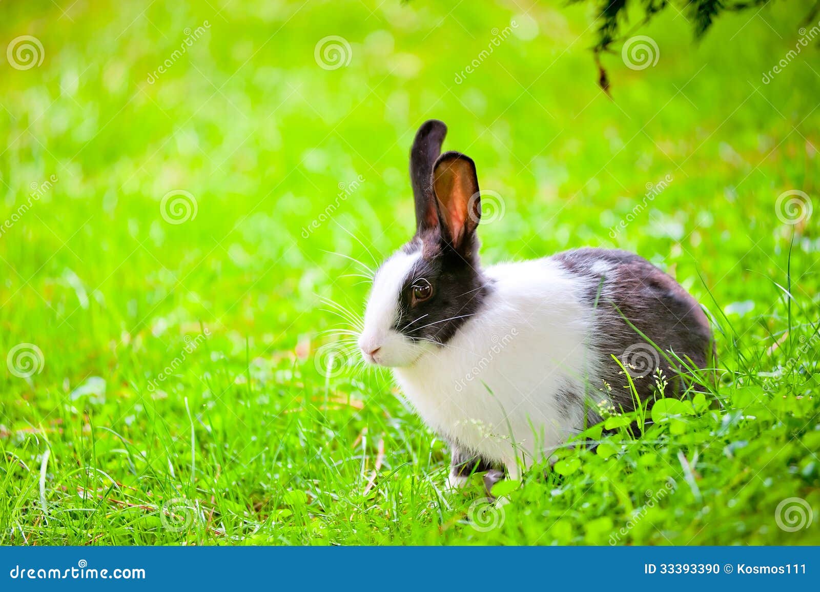 Black- and -white Rabbit Sitting on the Green Grass with Raised Ears ...