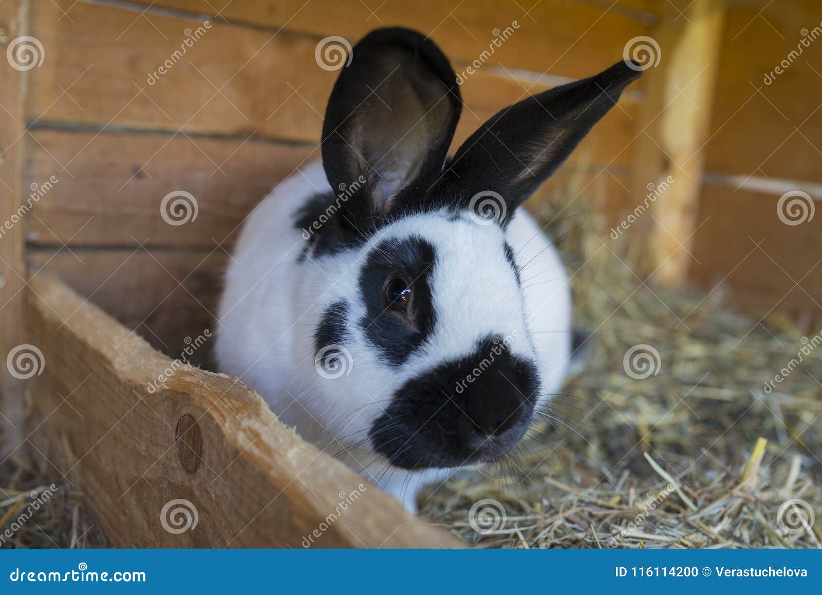 Black and White Rabbit with Spots Stock Photo - Image of happy, babies ...