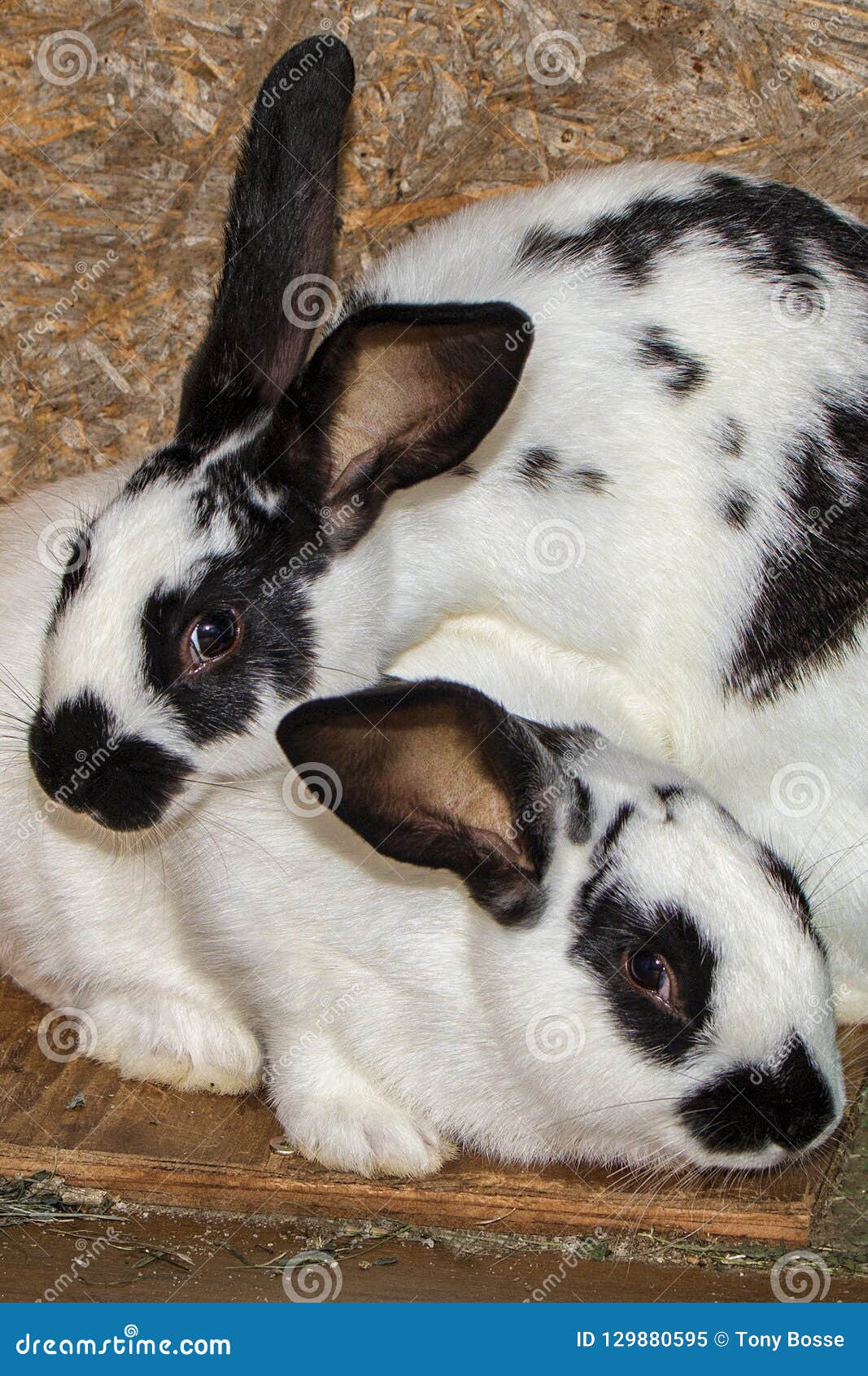 Black and White Rabbits stock image. Image of black - 129880595