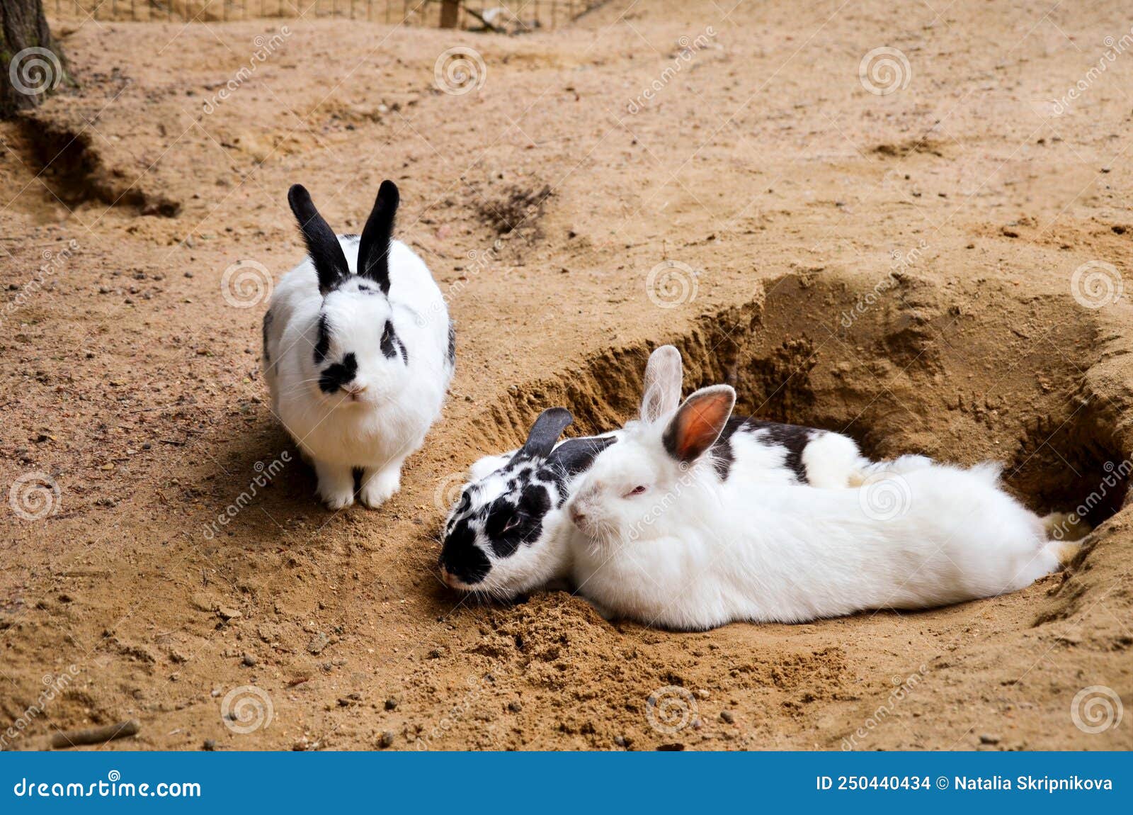 Rabbits are Sitting on the Ground Stock Photo - Image of hare, small ...