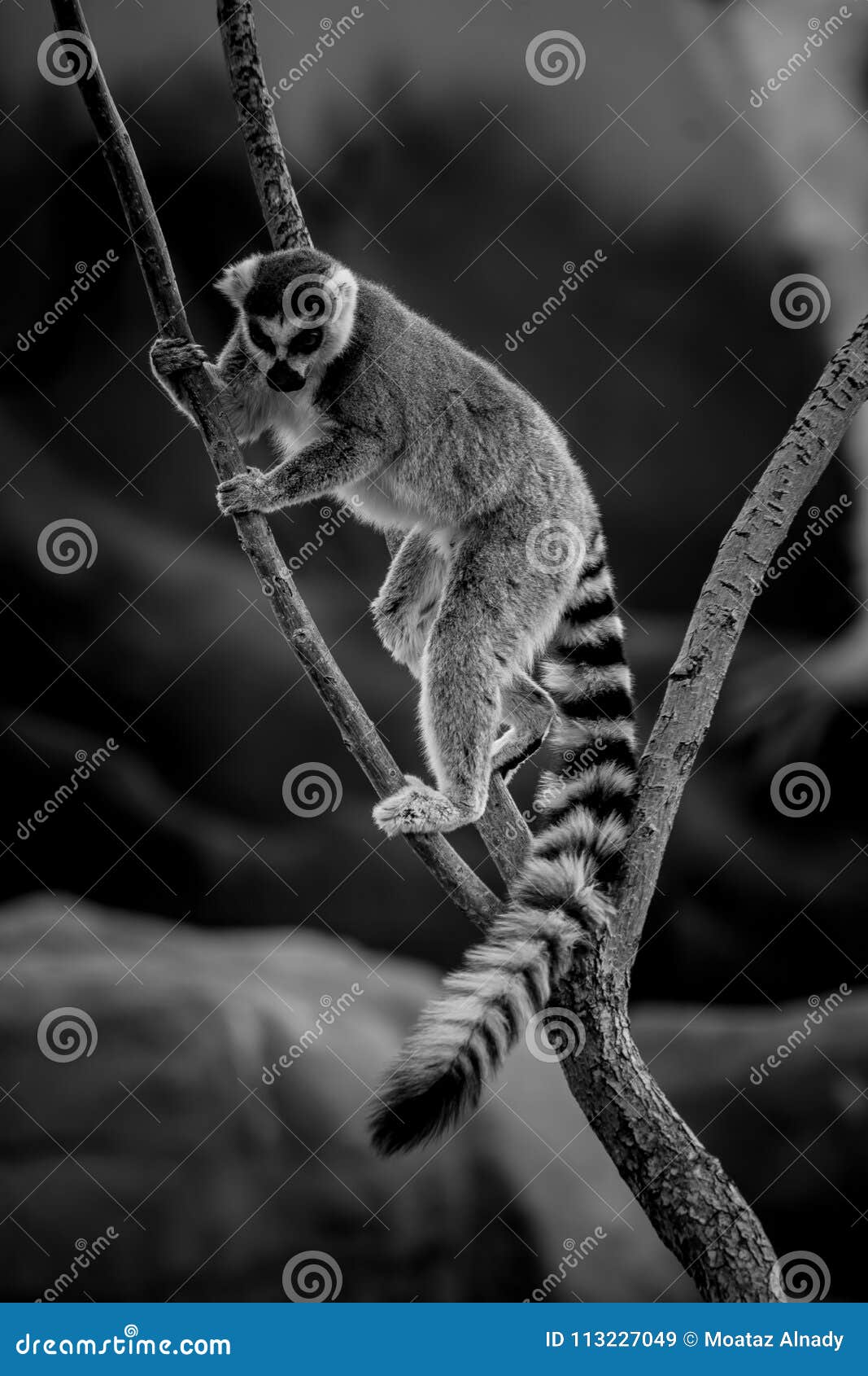 Rakoon Stock Photos - Free & Royalty-Free Stock Photos from Dreamstime