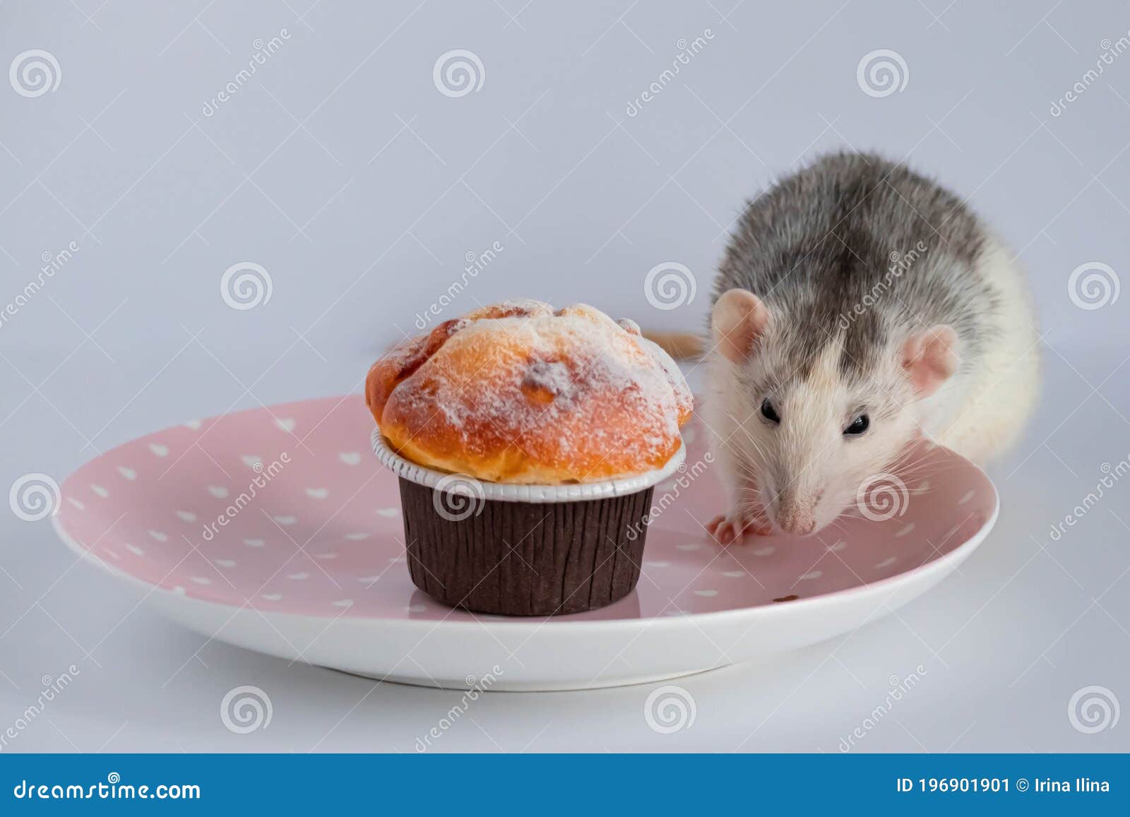 Black and White Rat Eating Sweet Cake. Not on a Diet Stock Image ...
