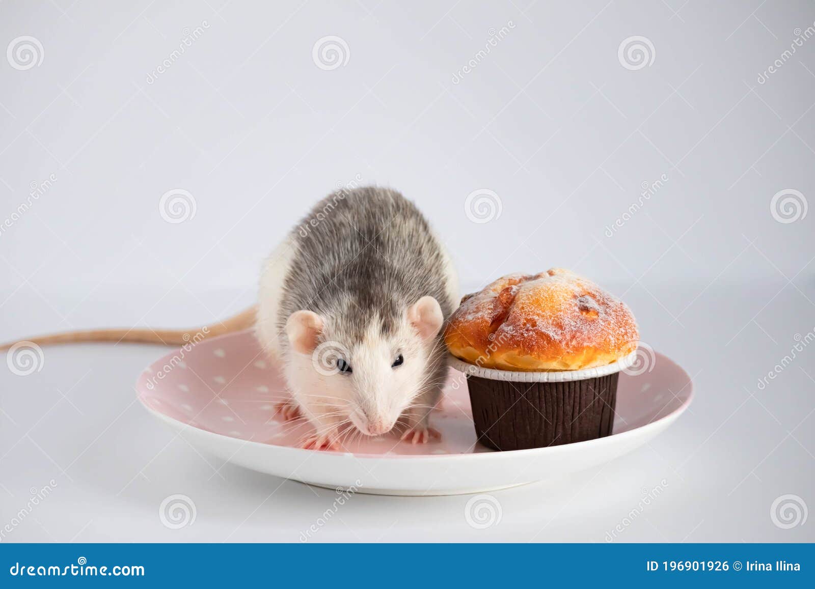Black and White Rat Eating Sweet Cake. Not on a Diet Stock Photo ...