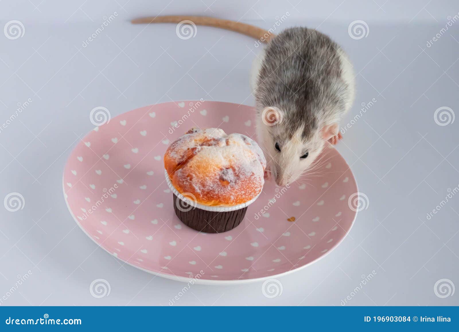 Black and White Rat Eating Sweet Cake. Not on a Diet Stock Photo ...