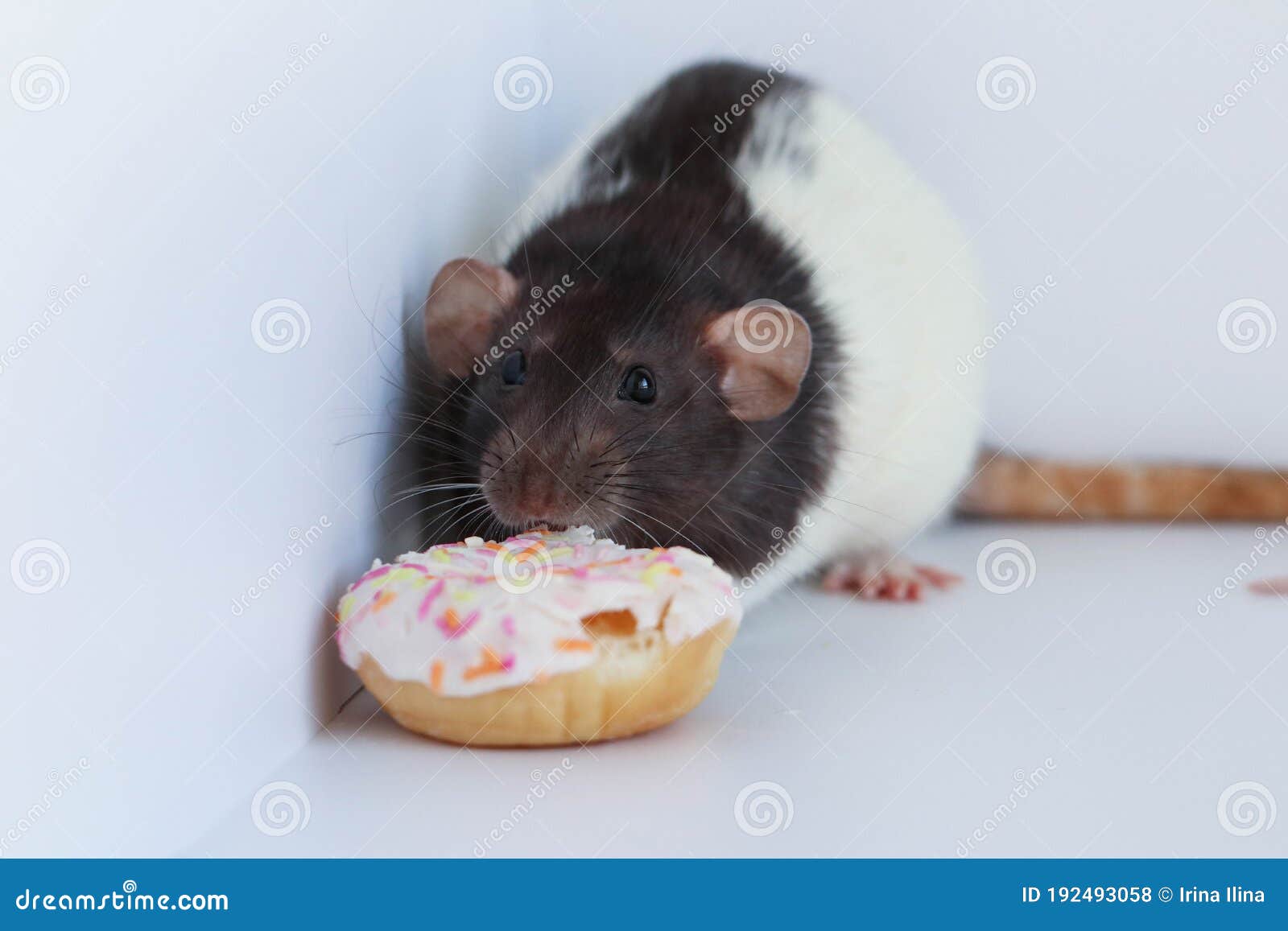 Black and White Rat Eating a Sweet Multi-colored Donut Stock Photo ...