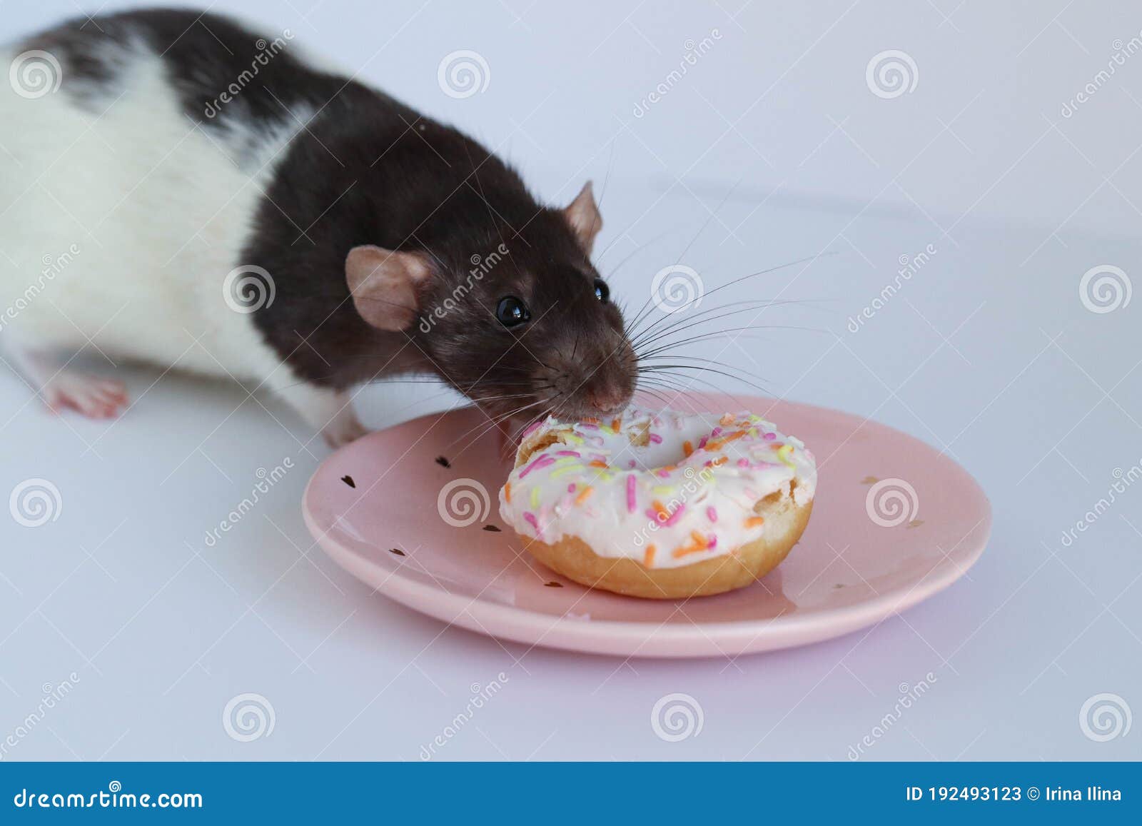 Black and White Rat Eating a Sweet Multi-colored Donut Stock Image ...