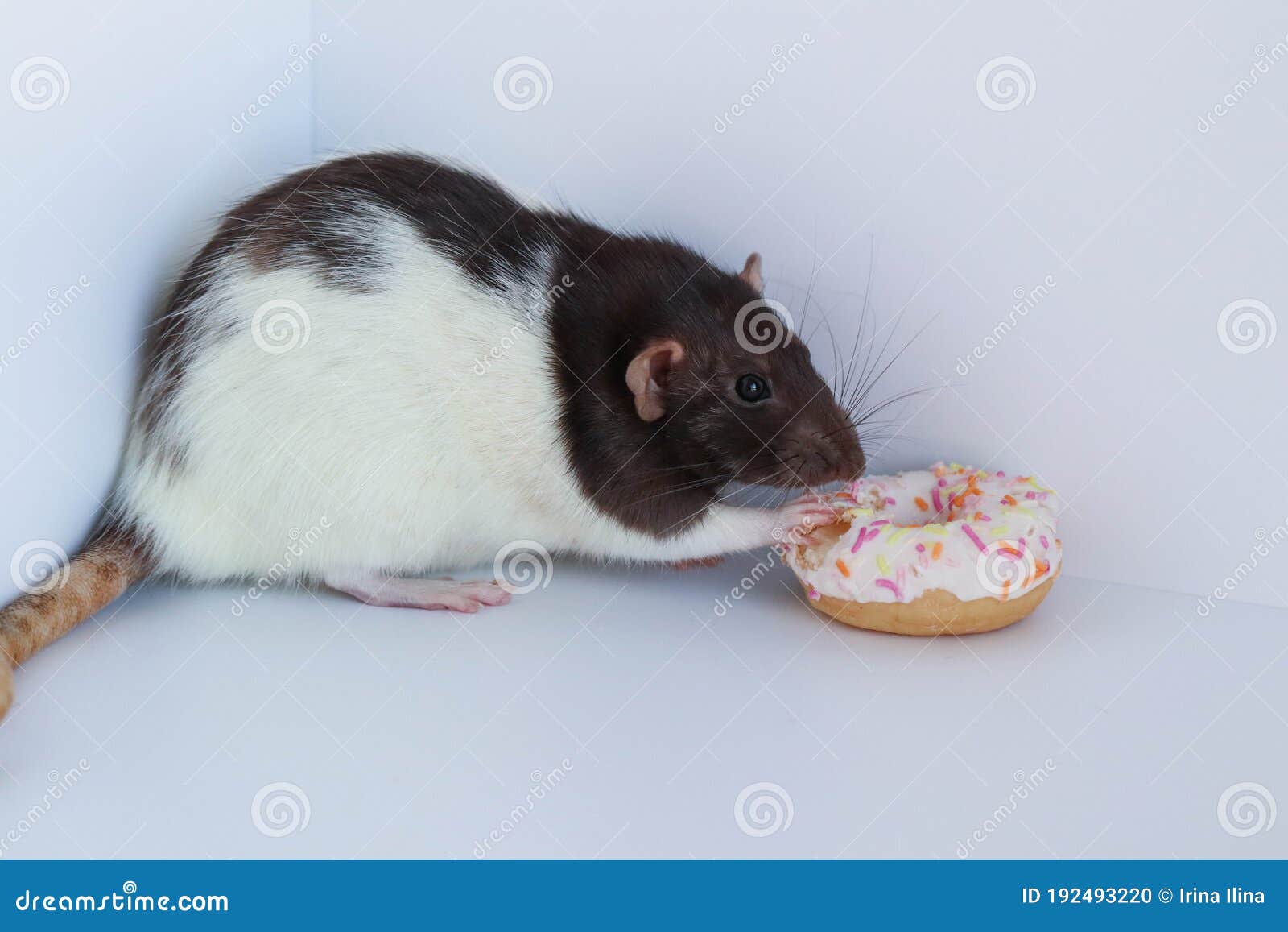 Black and White Rat Eating a Sweet Multi-colored Donut Stock Photo ...