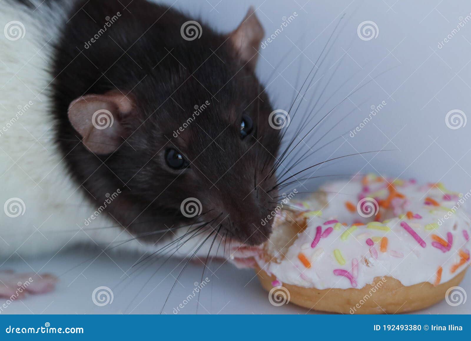 Black and White Rat Eating a Sweet Multi-colored Donut Stock Photo ...