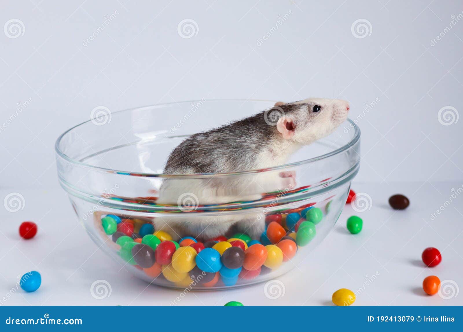 Black and White Rat Eats Candies Stock Image - Image of healthy ...