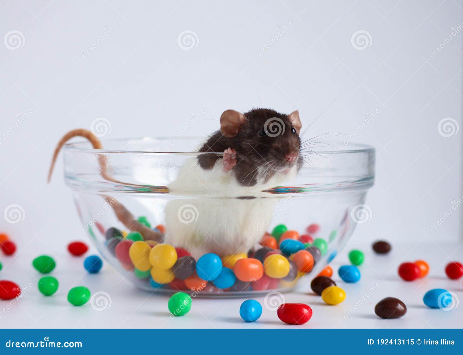 Black and White Rat Eats Candies Stock Image - Image of diet, close ...
