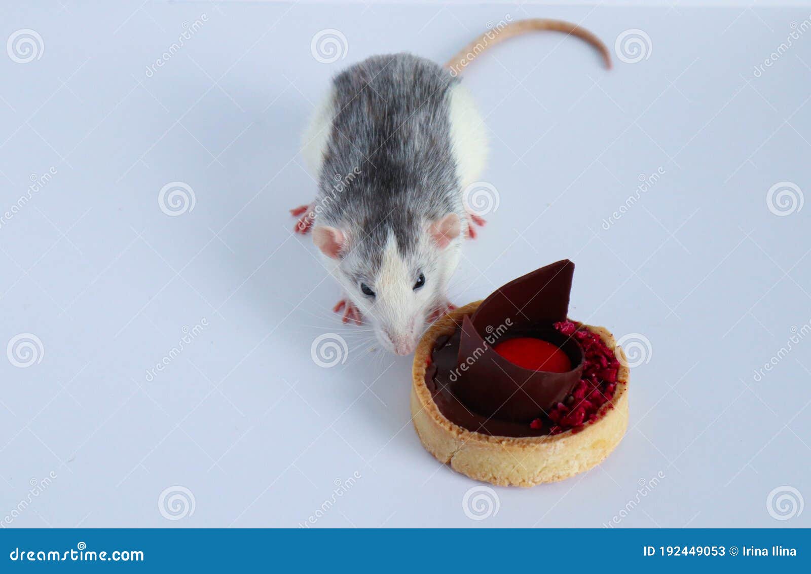 Black and White Rat Eats a Sweet Cake Stock Image - Image of dessert ...