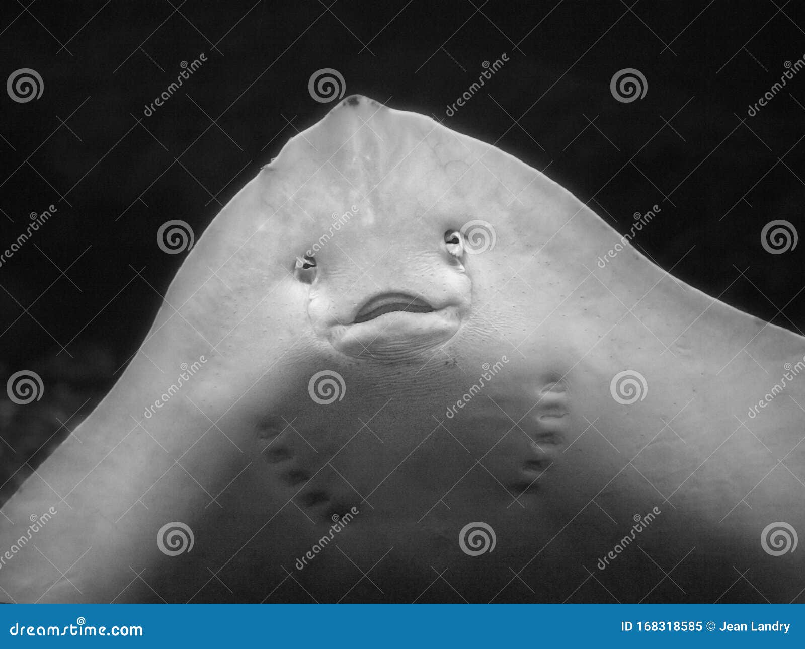 Cute Ray Fish Smiling Face Close Up Stock Image - Image of marine ...