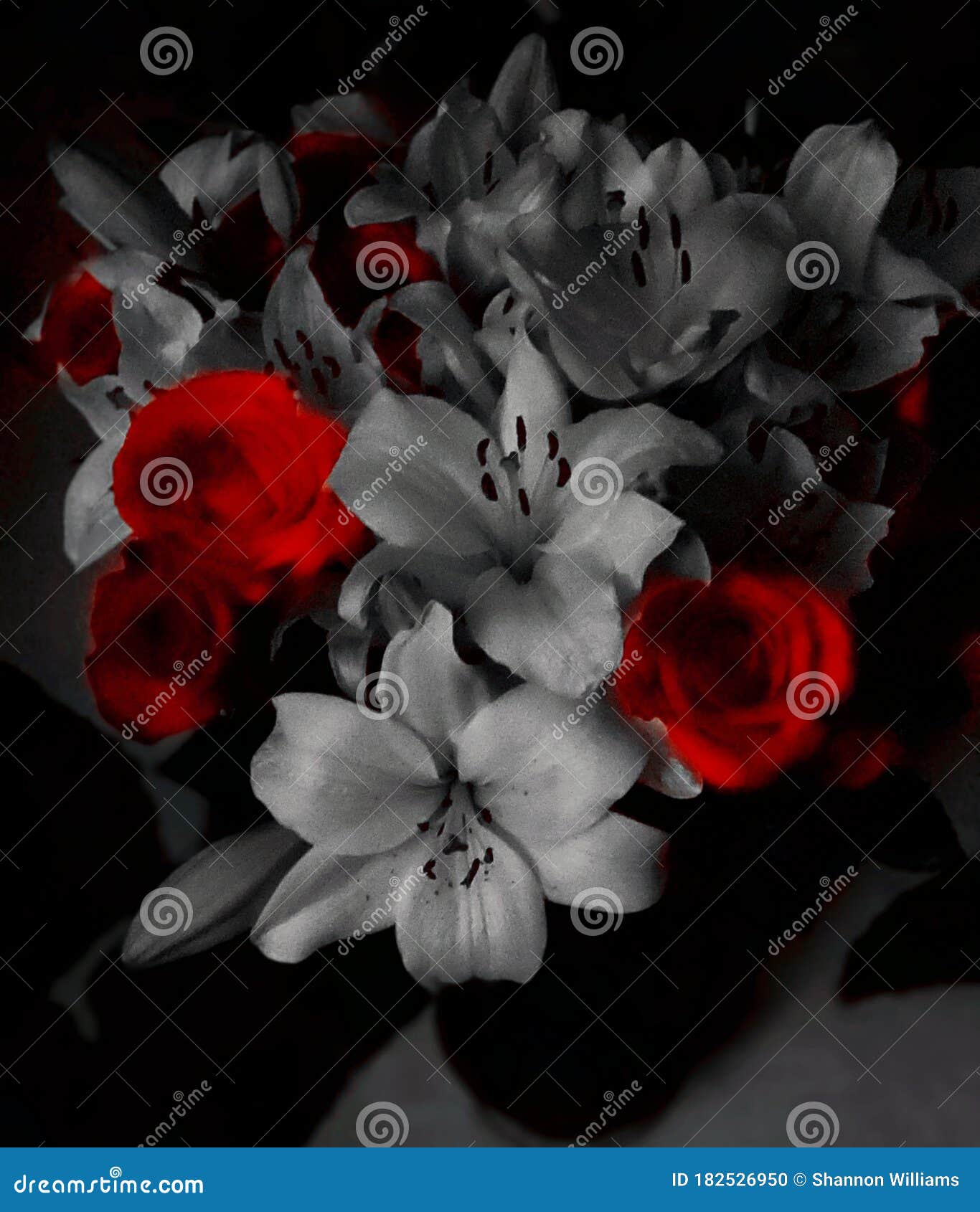 Black White and Red stock photo. Image of lily, flower - 182526950
