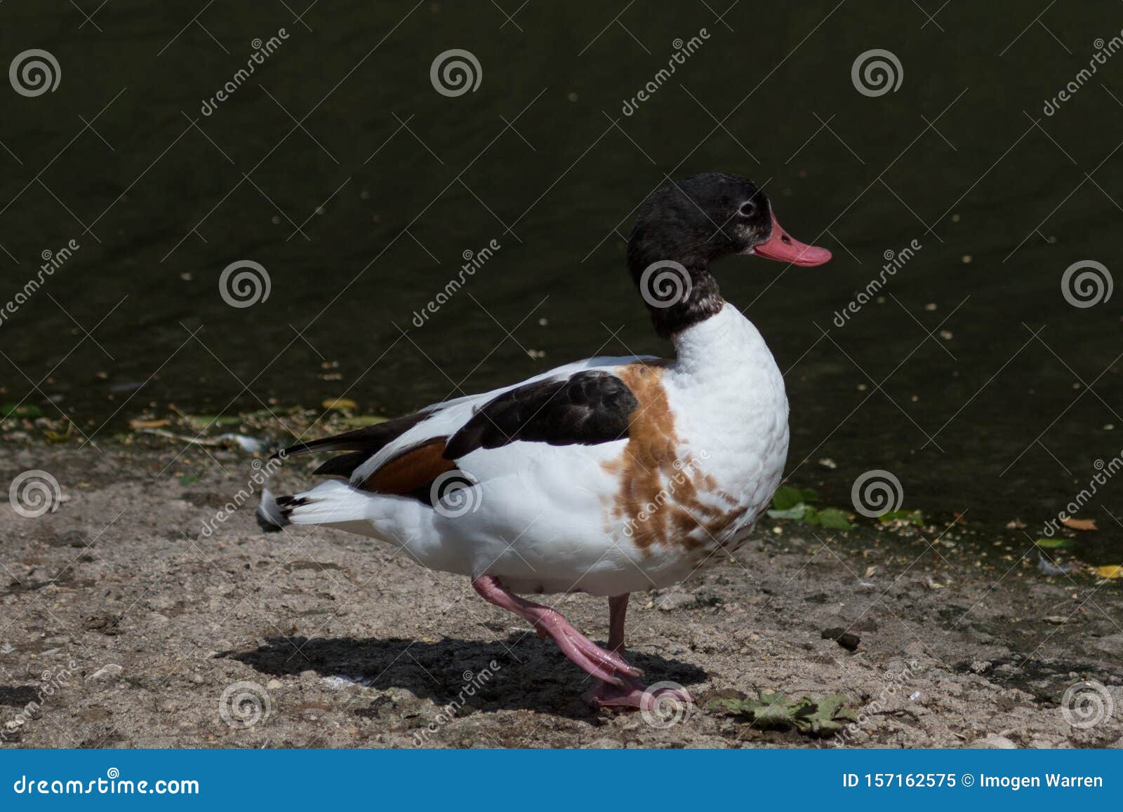 Common Shelduck in the UK stock image. Image of animals - 157162575