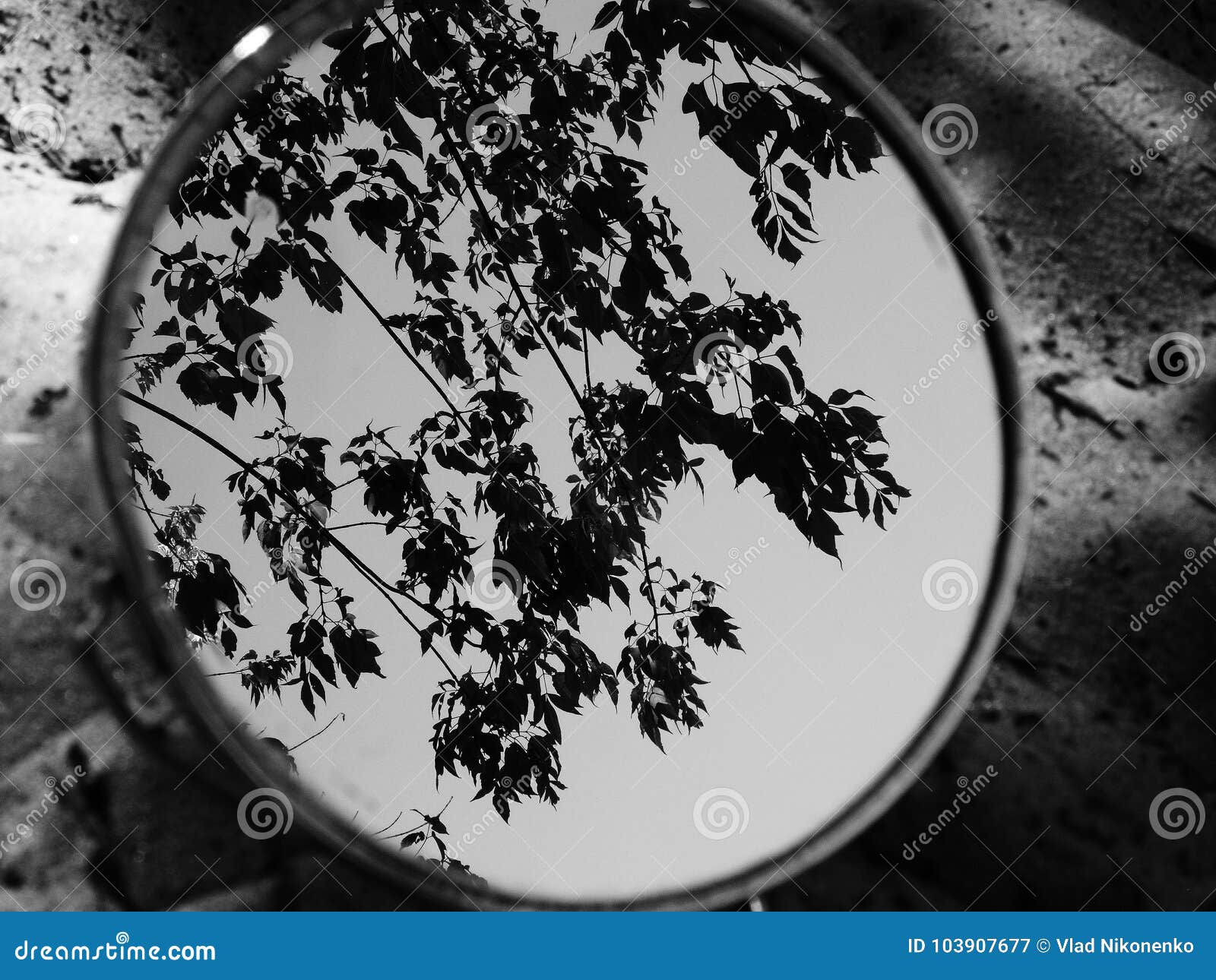 Black-and-white Reflection of Tree Branches in the Mirror Stock Image ...