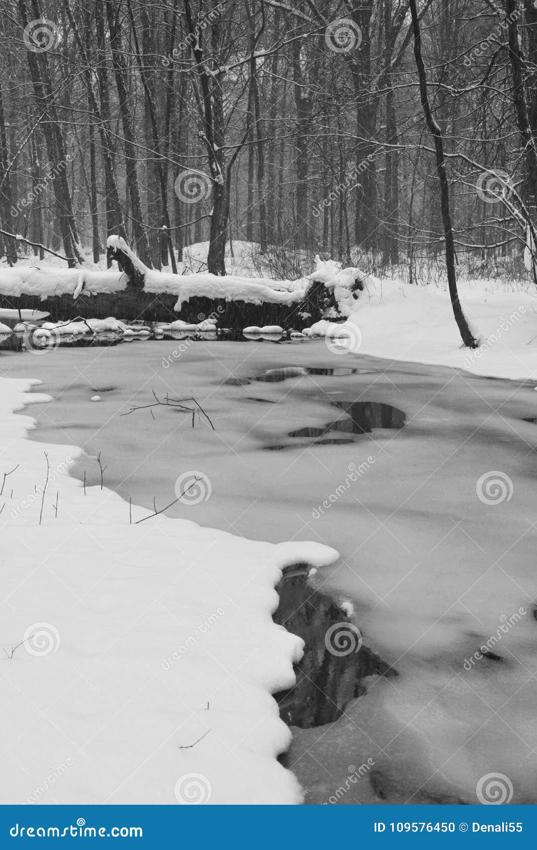 Winter Thaw in Midwest Forest. Stock Photo - Image of snow, black ...