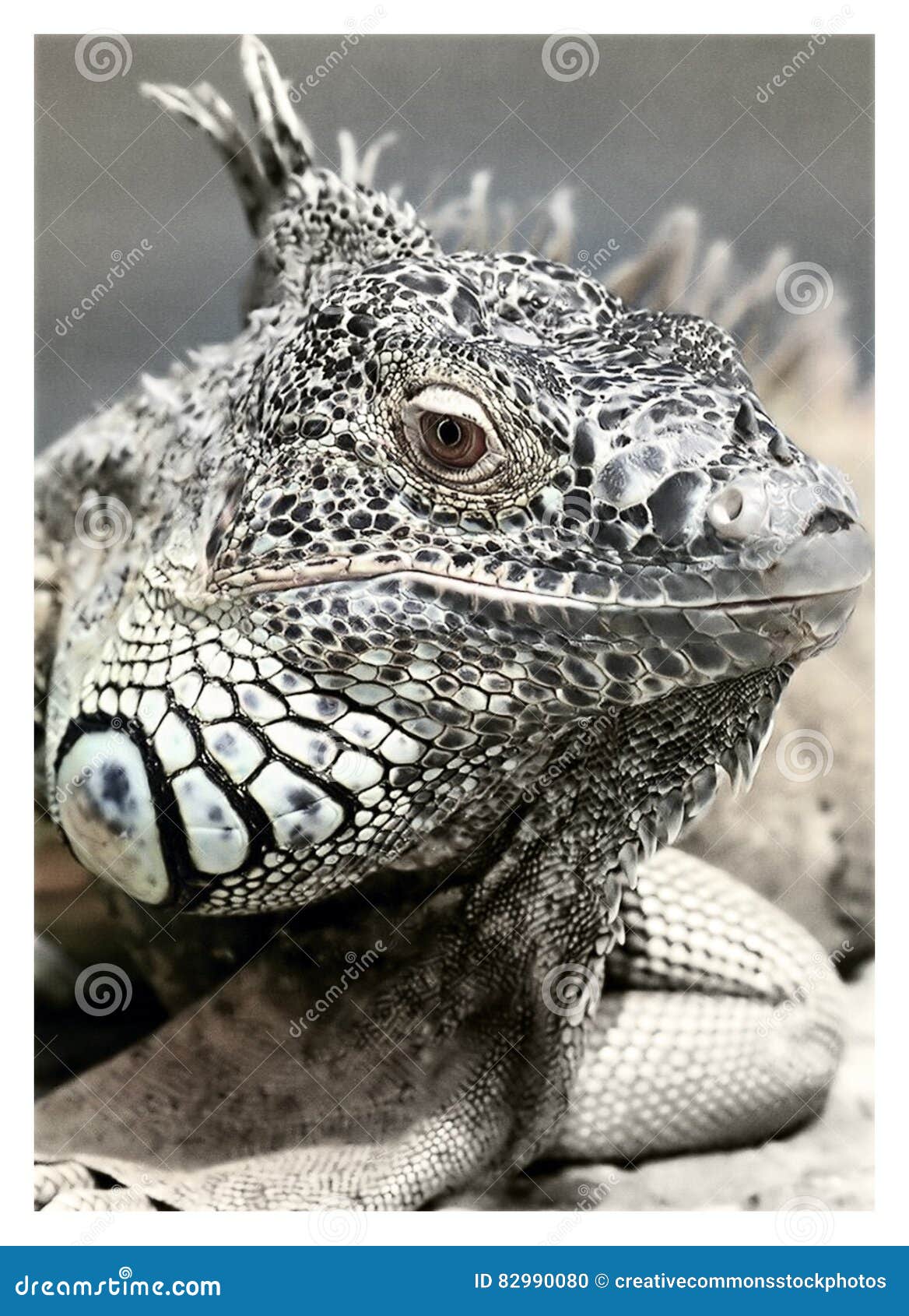 Black And White Reptile In Macro Photgraphy Picture. Image: 82990080