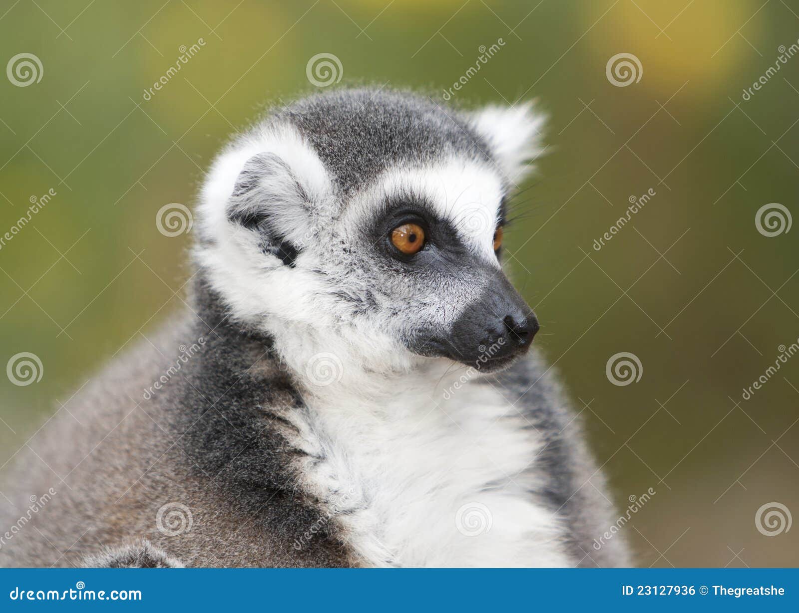 A Lemur Close Up Side View Stock Photography | CartoonDealer.com #89002178