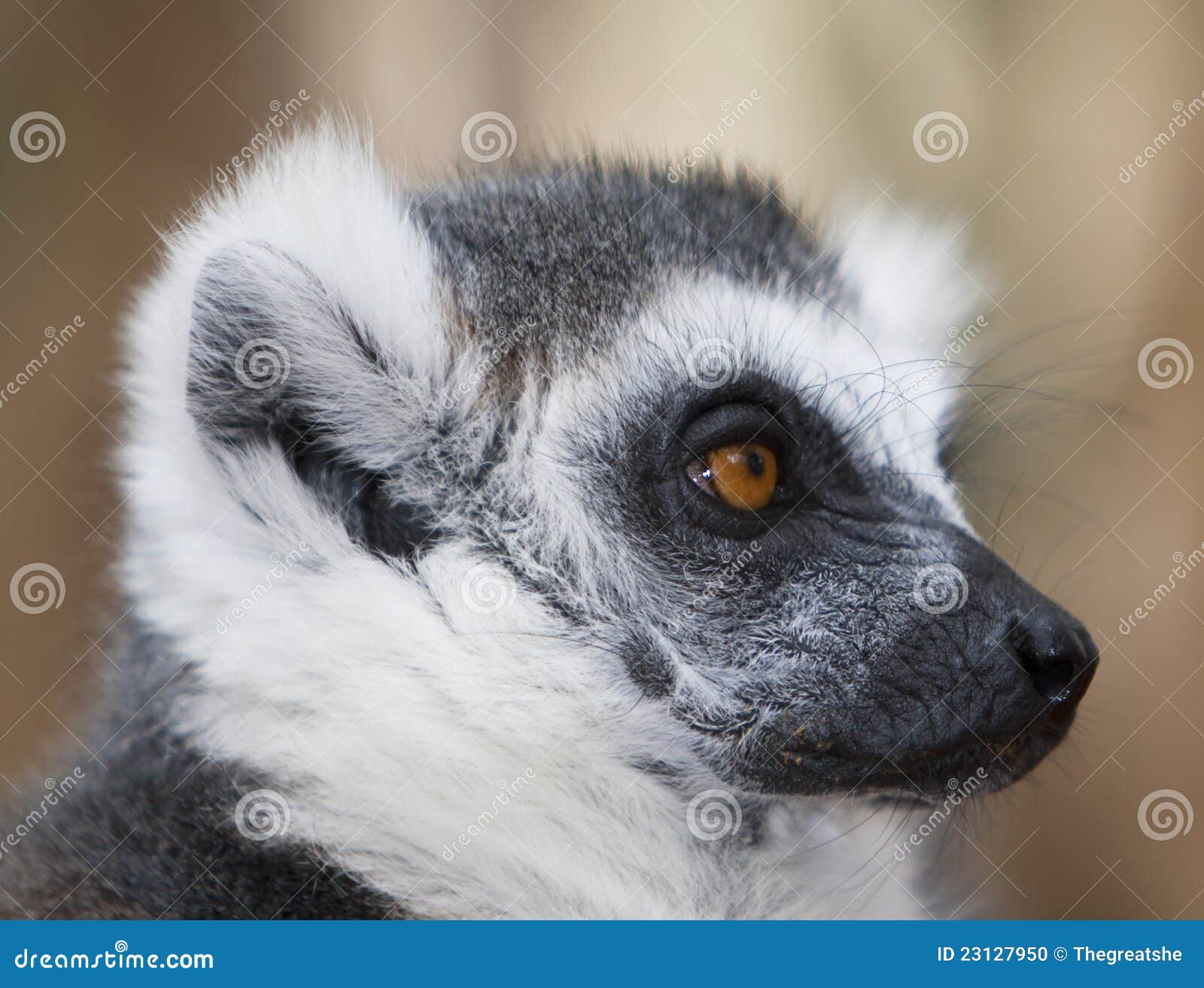 A Lemur Close Up Side View Stock Photography | CartoonDealer.com #89002178