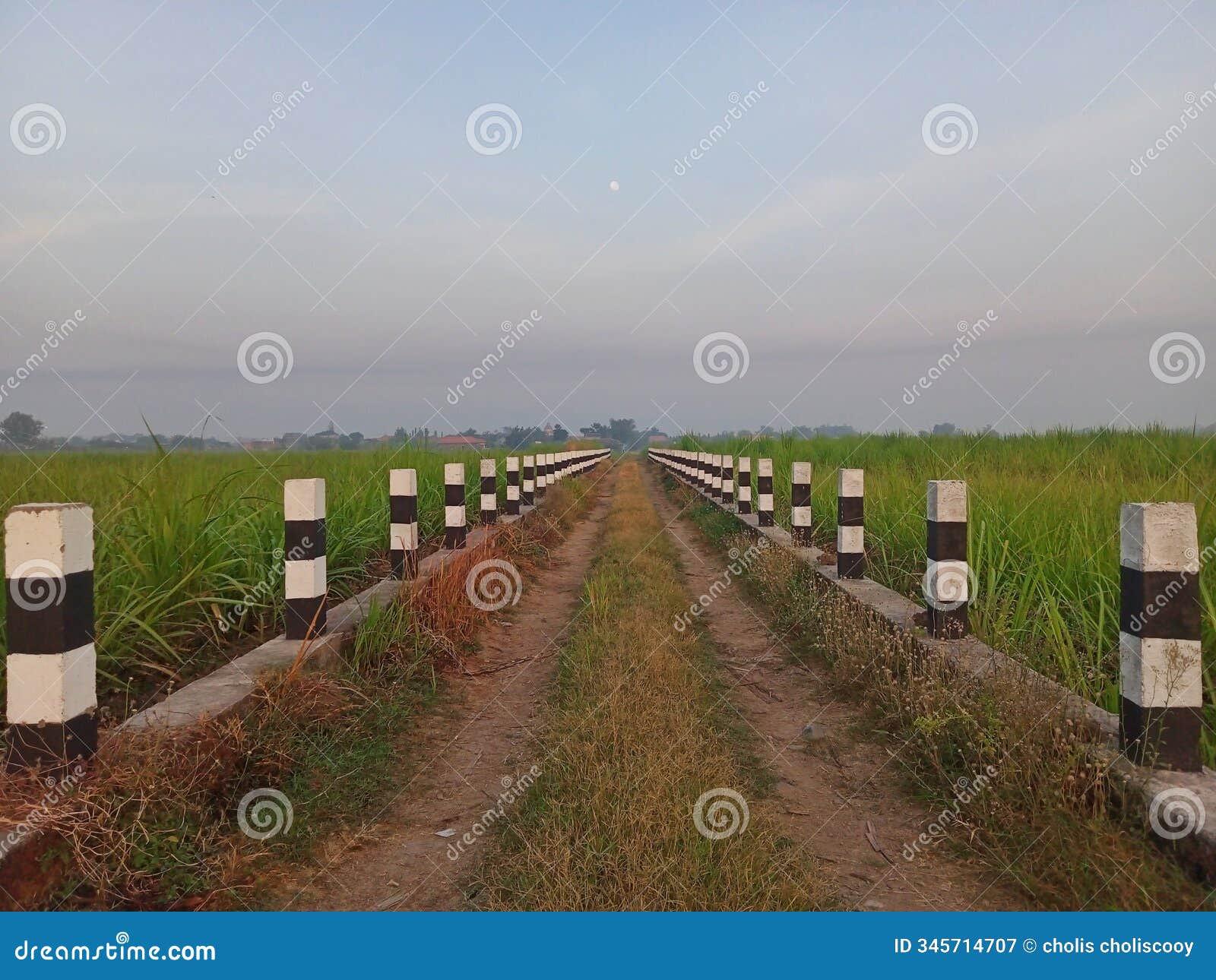 Black and White Road Divider Along a Dirt Road with Green Grass in Rice ...