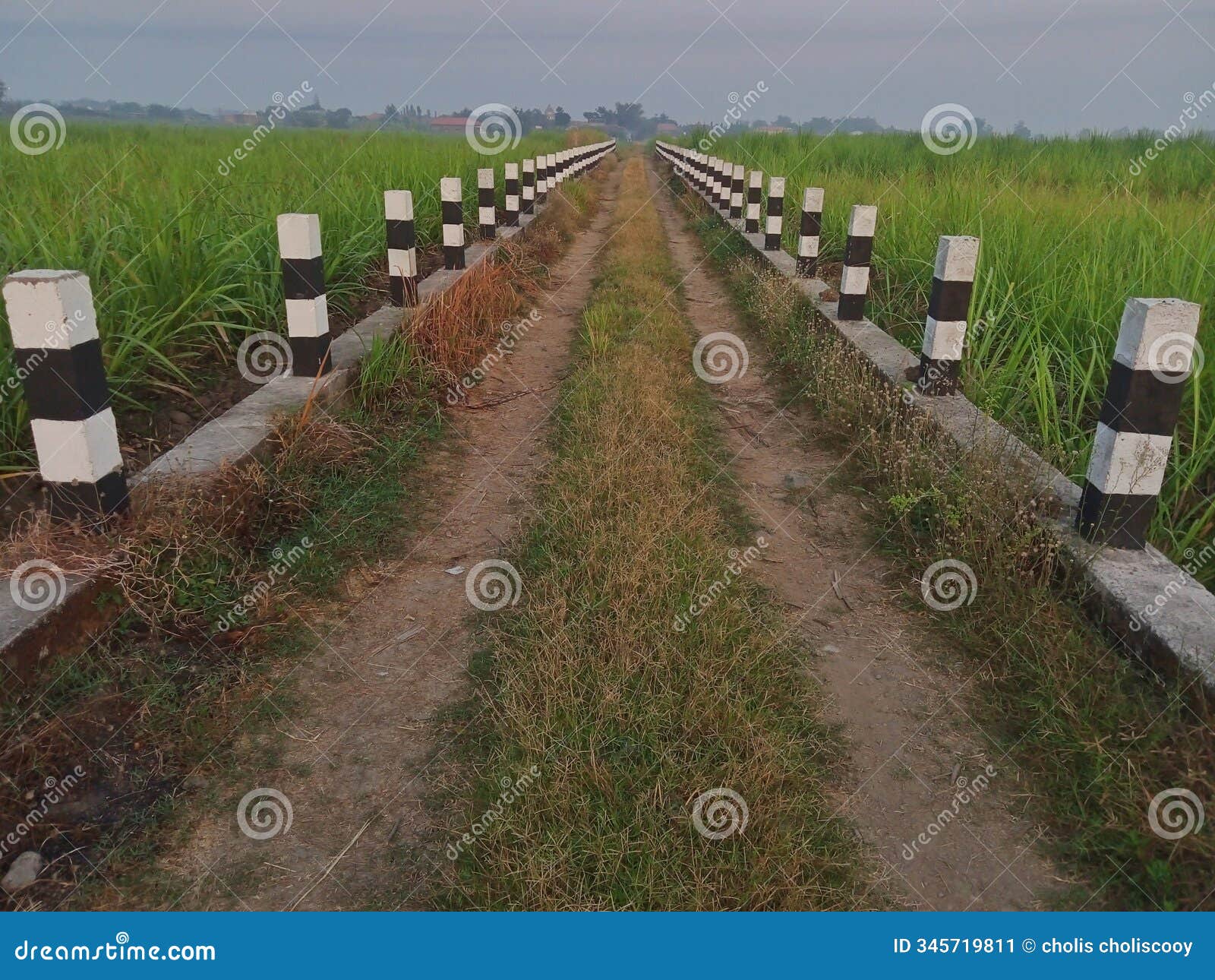 Black and White Road Divider Along a Dirt Road with Green Grass in Rice ...