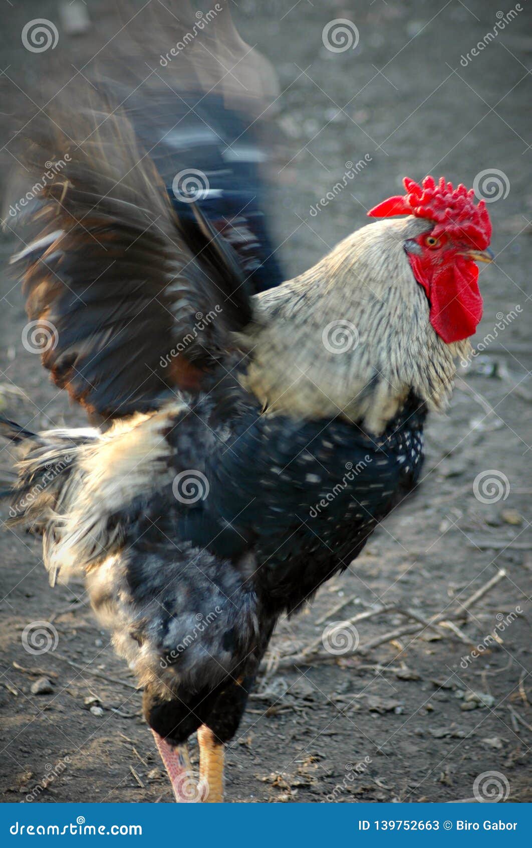 Black and white rooster stock image. Image of cooking - 139752663