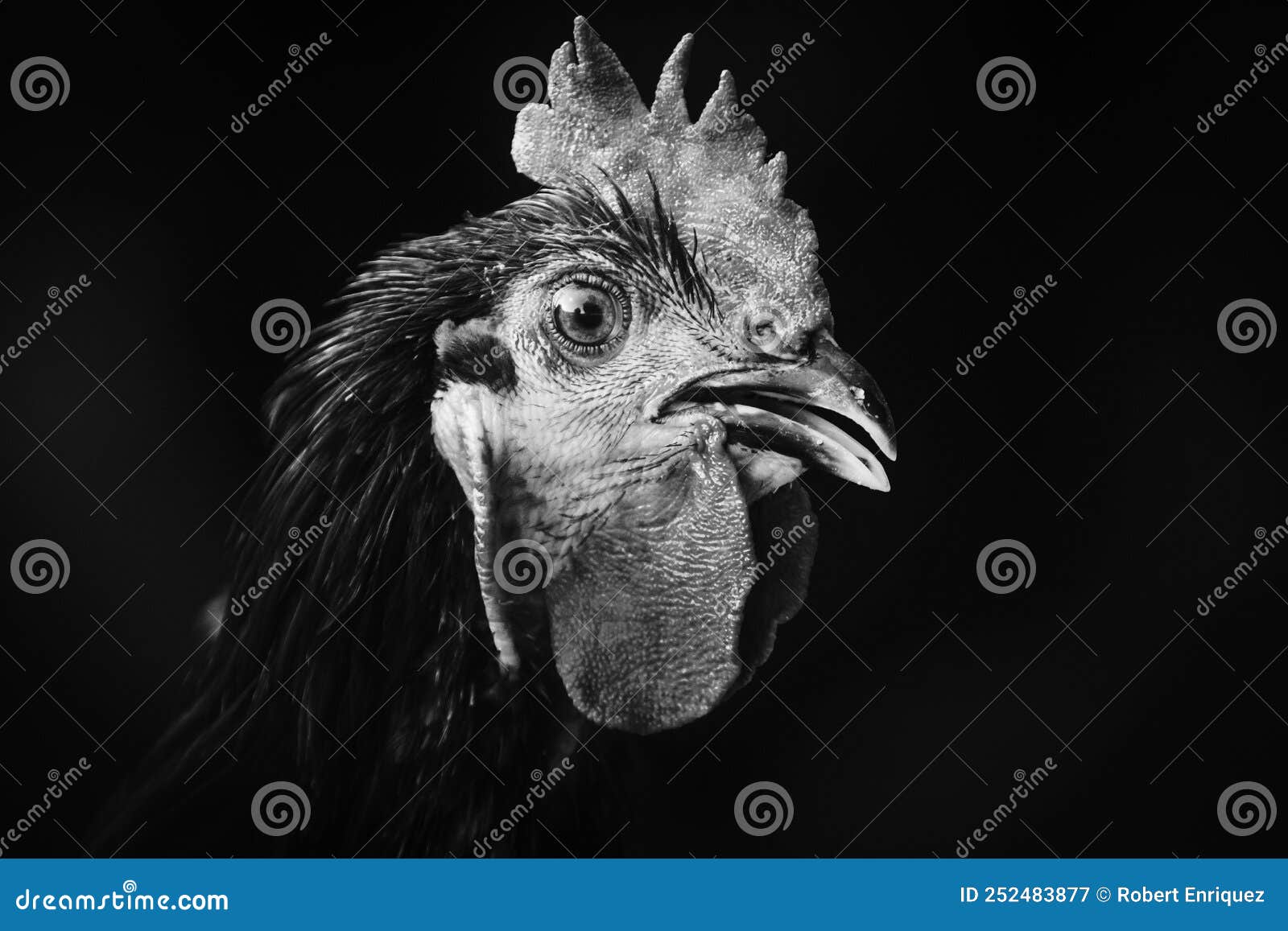 Black and White Rooster Portrait Stock Image - Image of animal, people ...