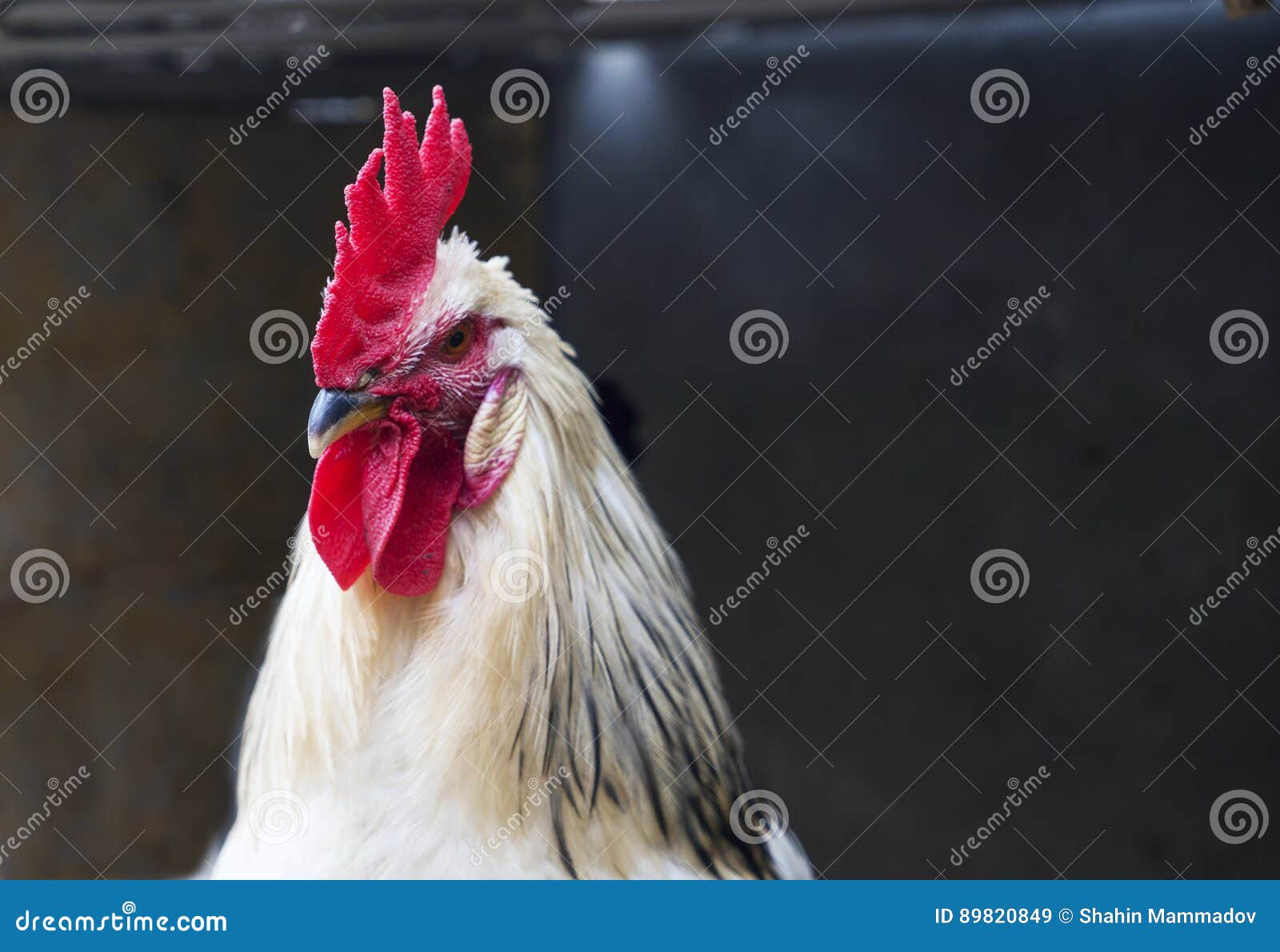 Black and white rooster stock image. Image of agriculture - 89820849