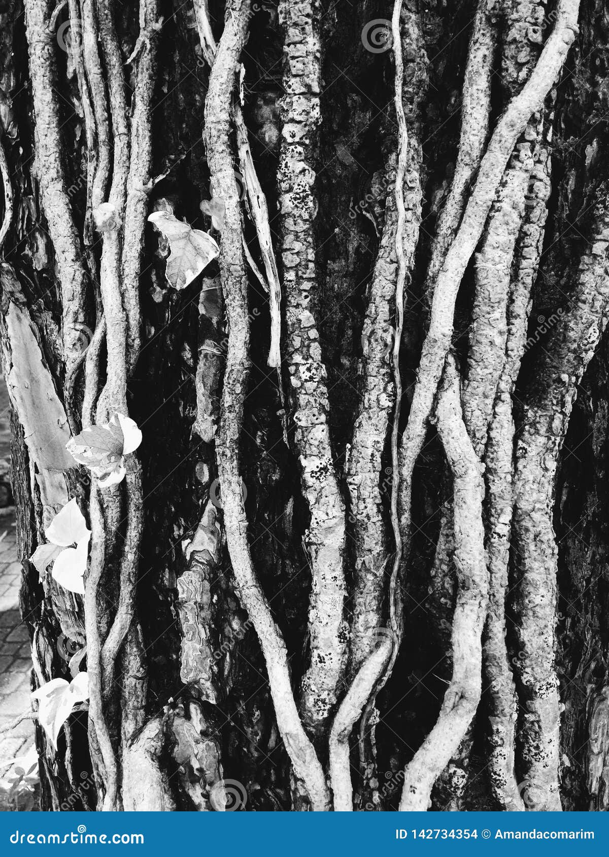 Black and White Root of Tree Stock Photo - Image of closeup, element ...