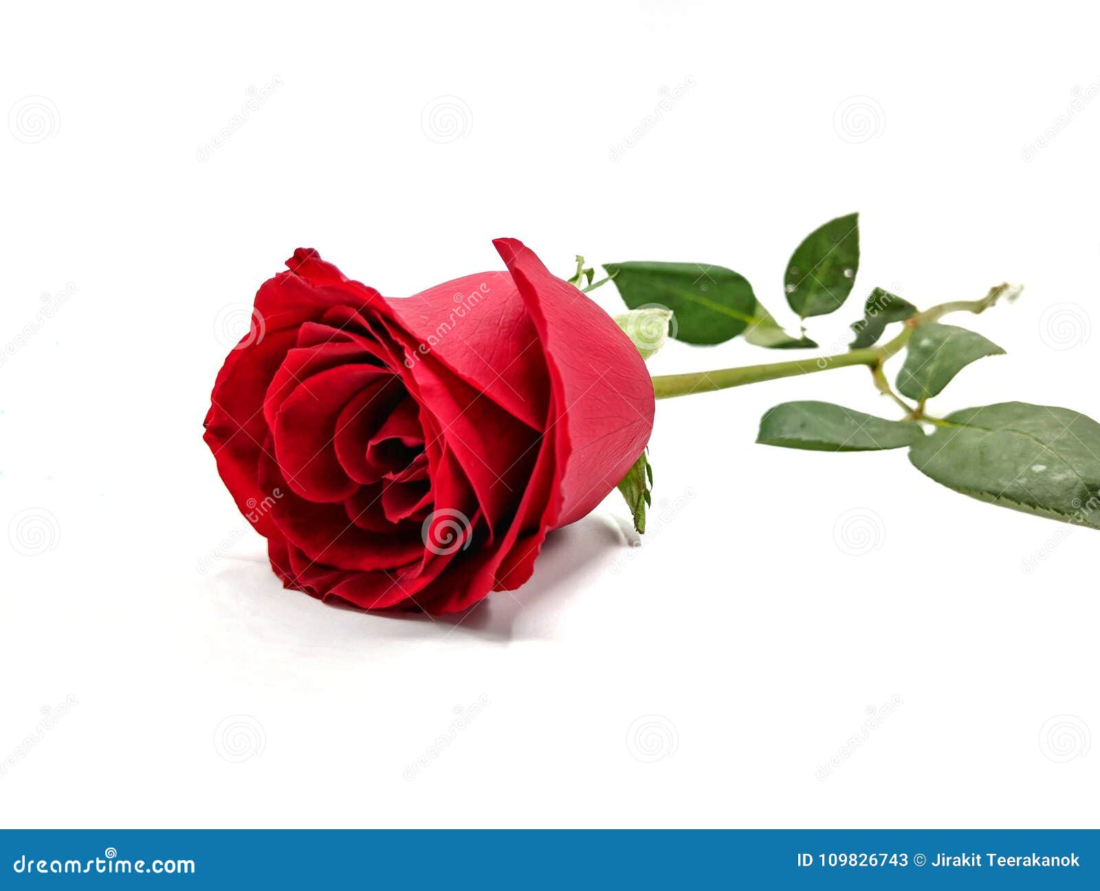 Rose Garden In The Ground