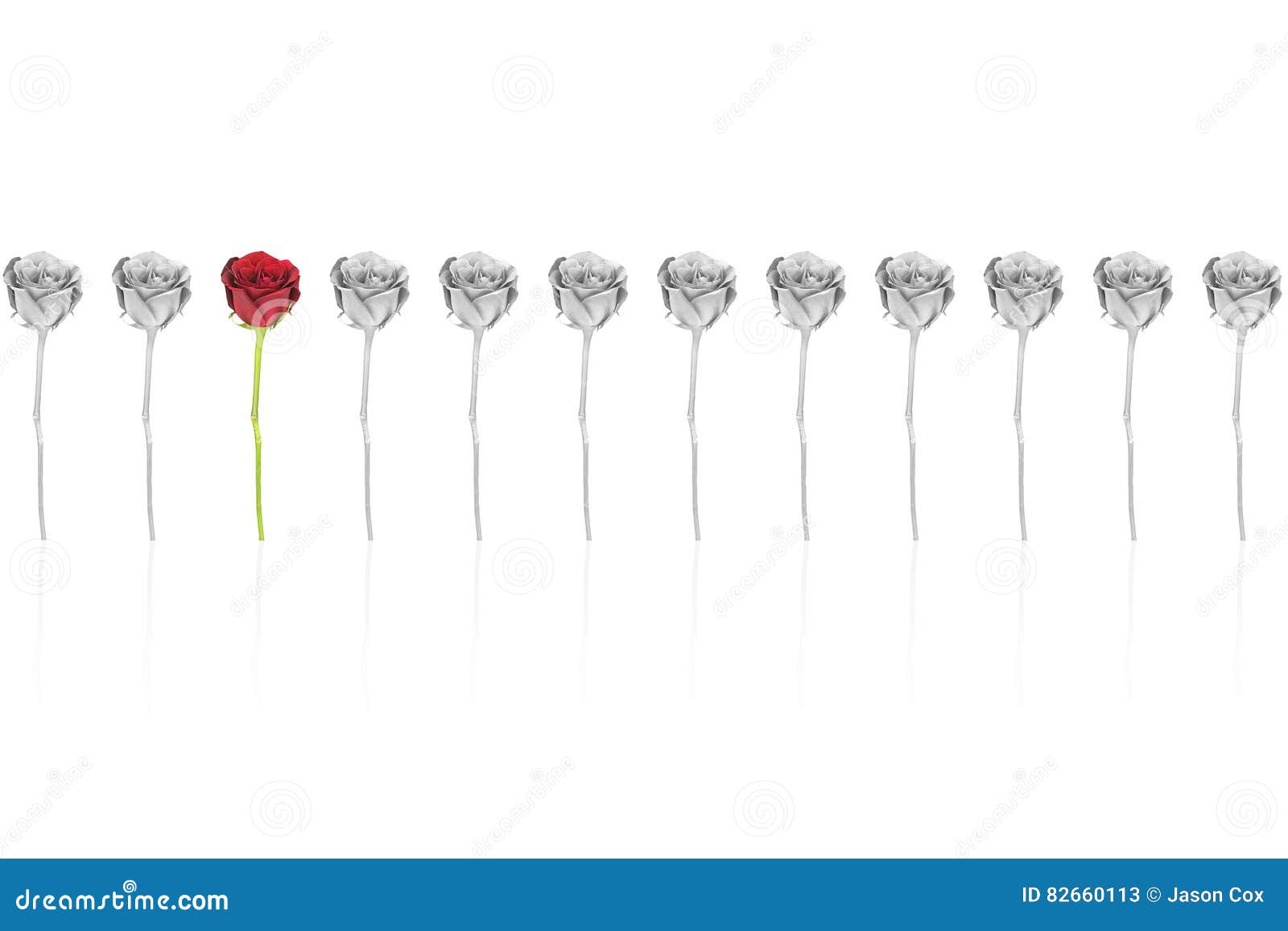 Black and white 12 roses stock image. Image of flower - 82660113