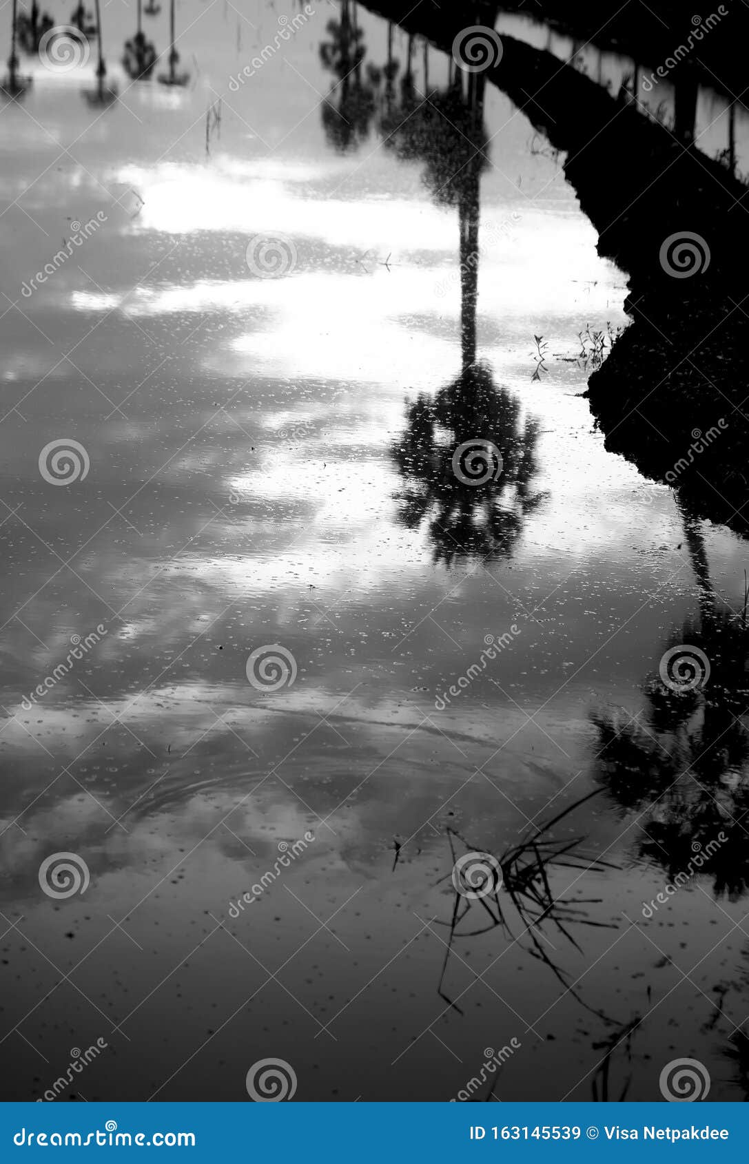 Black and White Row of Palm Trees in Silhouette Reflect Face Water ...