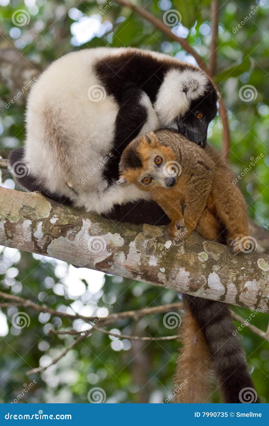 Black and White Ruffed and Crowned Lemurs Stock Image - Image of ...
