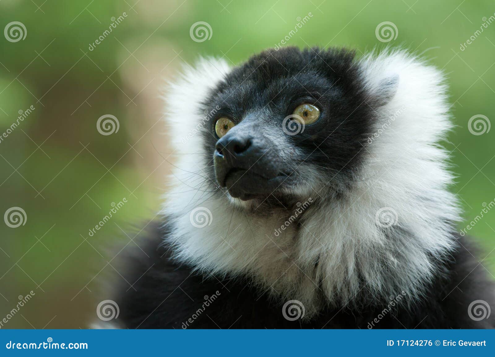Black and White Ruffed Lemur Stock Photo - Image of wilderness, varecia ...