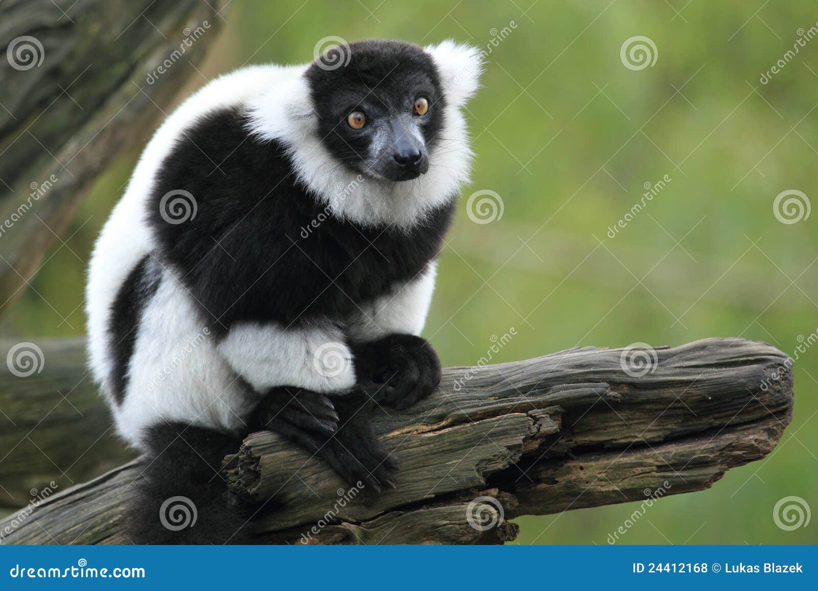 Red Ruffed Lemur (Varecia Rubra) Sunbathing On A Tree Branch Royalty ...
