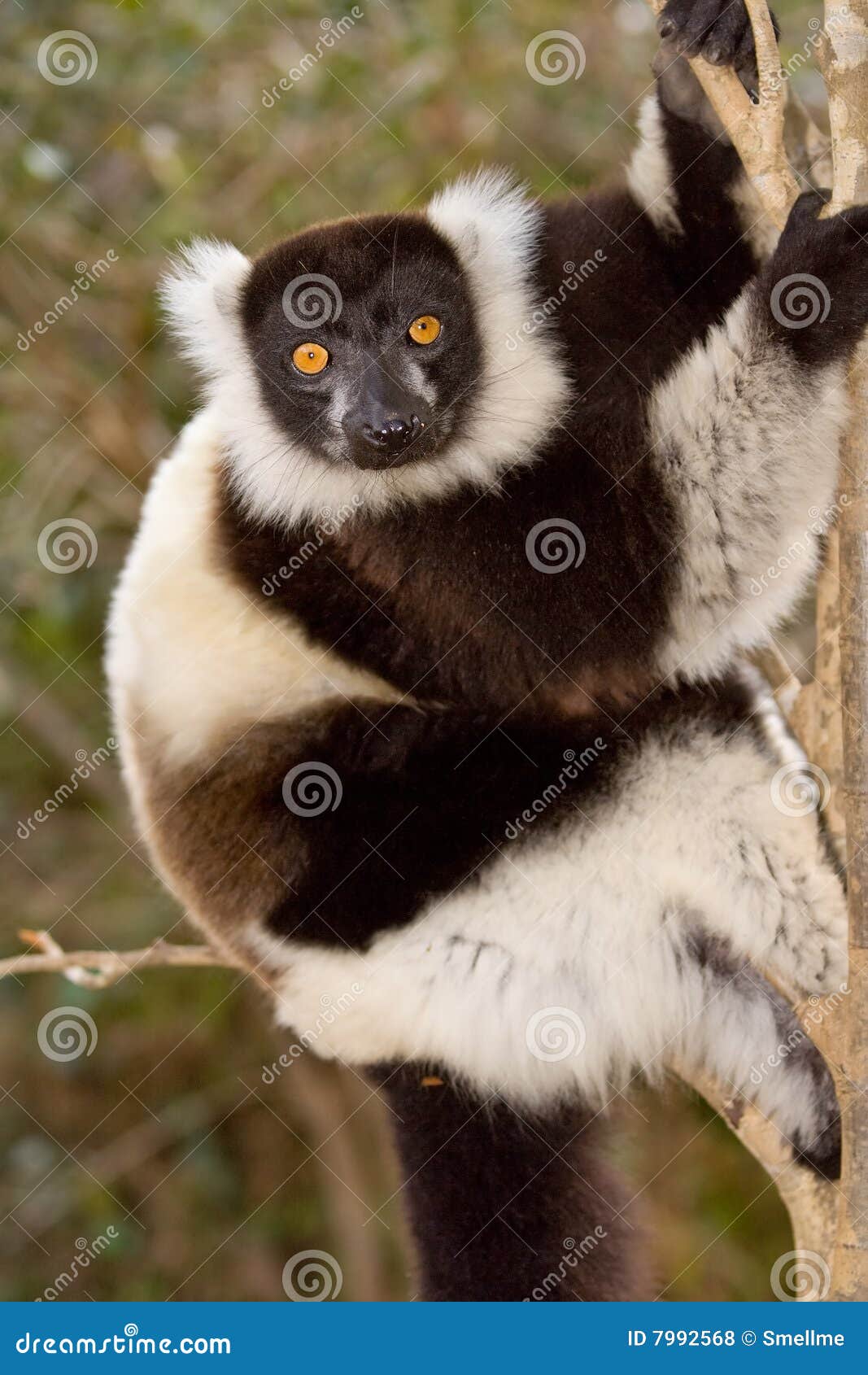 Red Ruffed Lemur (Varecia Rubra) Sunbathing On A Tree Branch Royalty ...