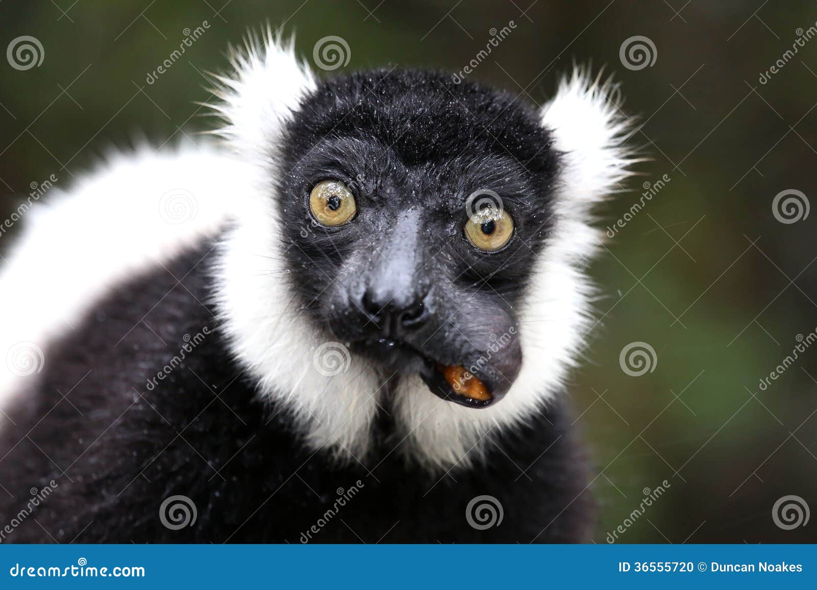 Black and White Ruffed Lemur Stock Photo - Image of adult, cute: 36555720
