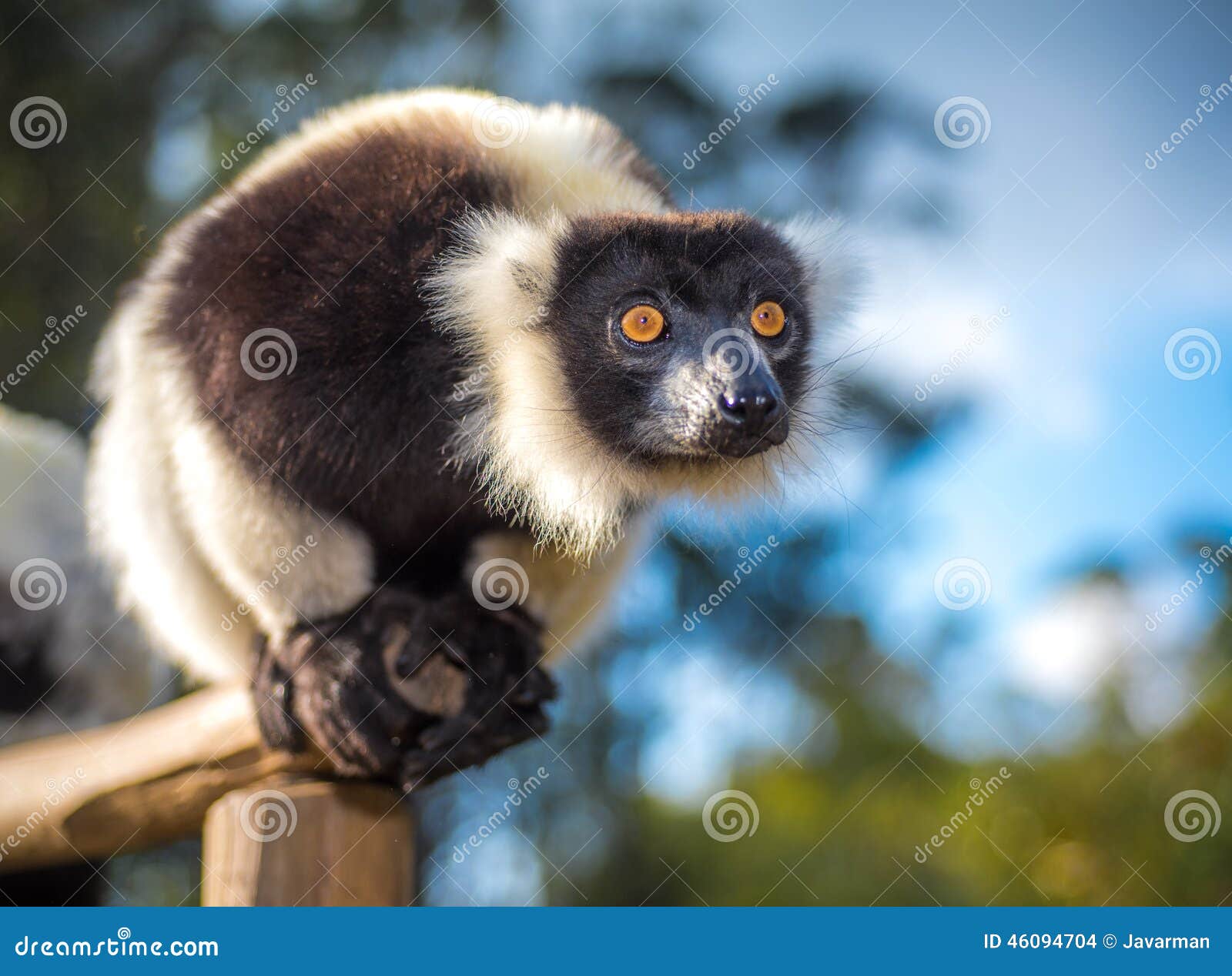Black-and-white Ruffed Lemur of Madagascar Stock Photo - Image of tail ...