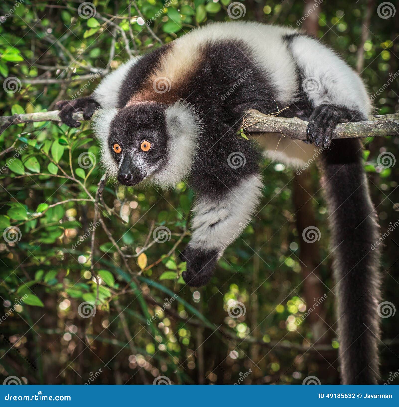 Black-and-white Ruffed Lemur of Madagascar Stock Photo - Image of ...