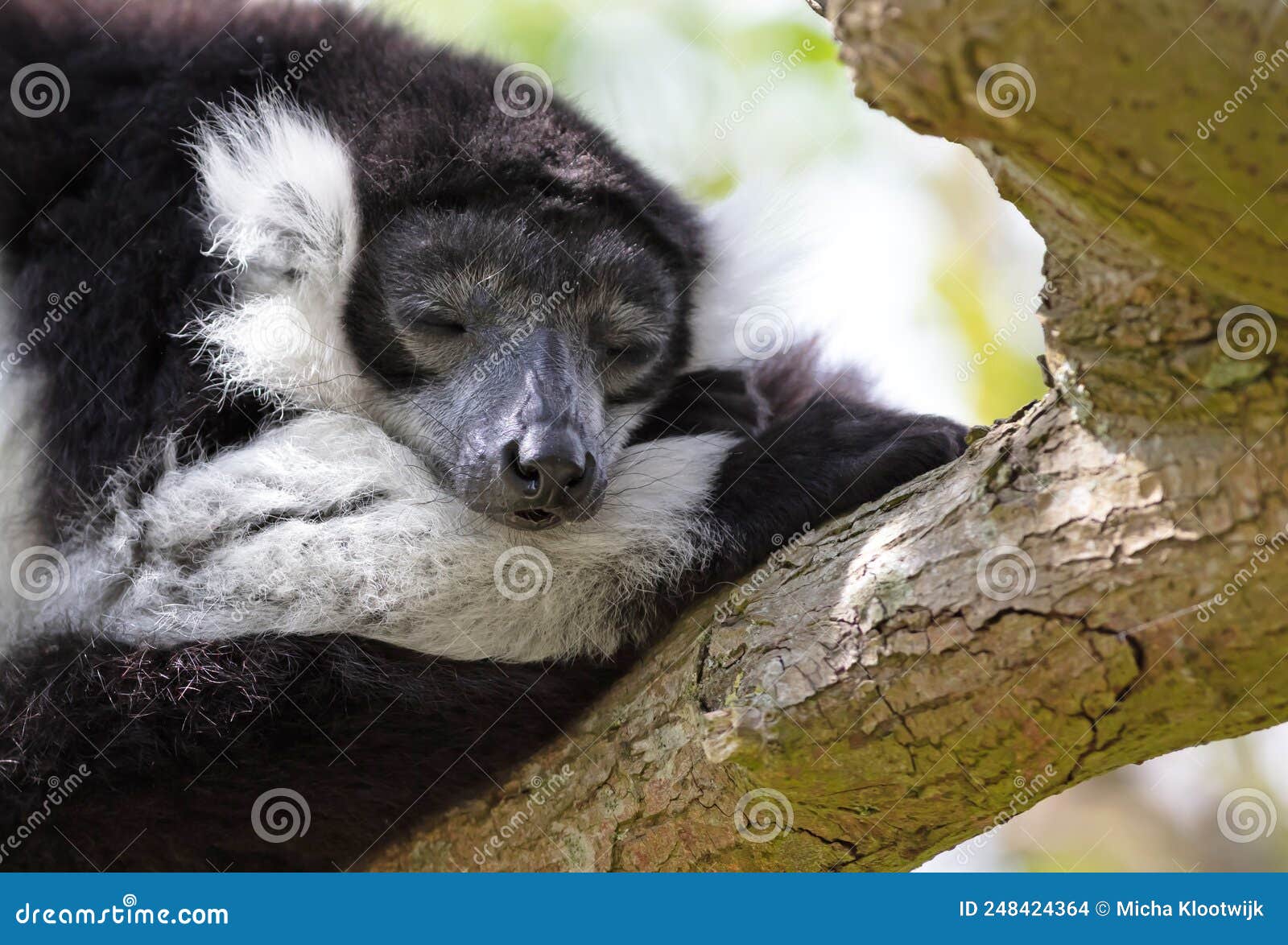Black-and-white Ruffed Lemur - Varecia Variegata Subcincta Stock Photo ...