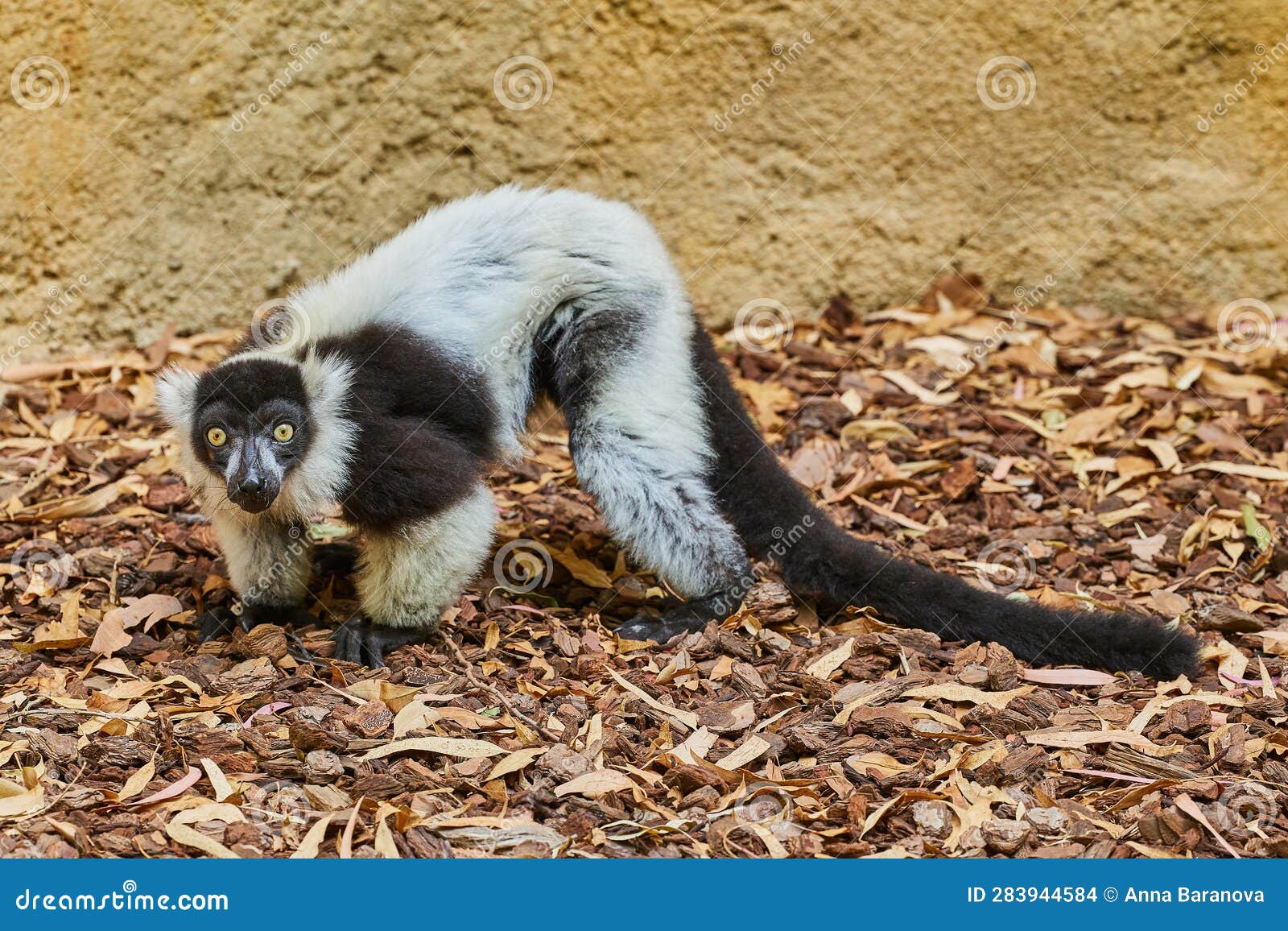 Black and White Ruffed Lemur Walks on the Ground Stock Photo - Image of ...