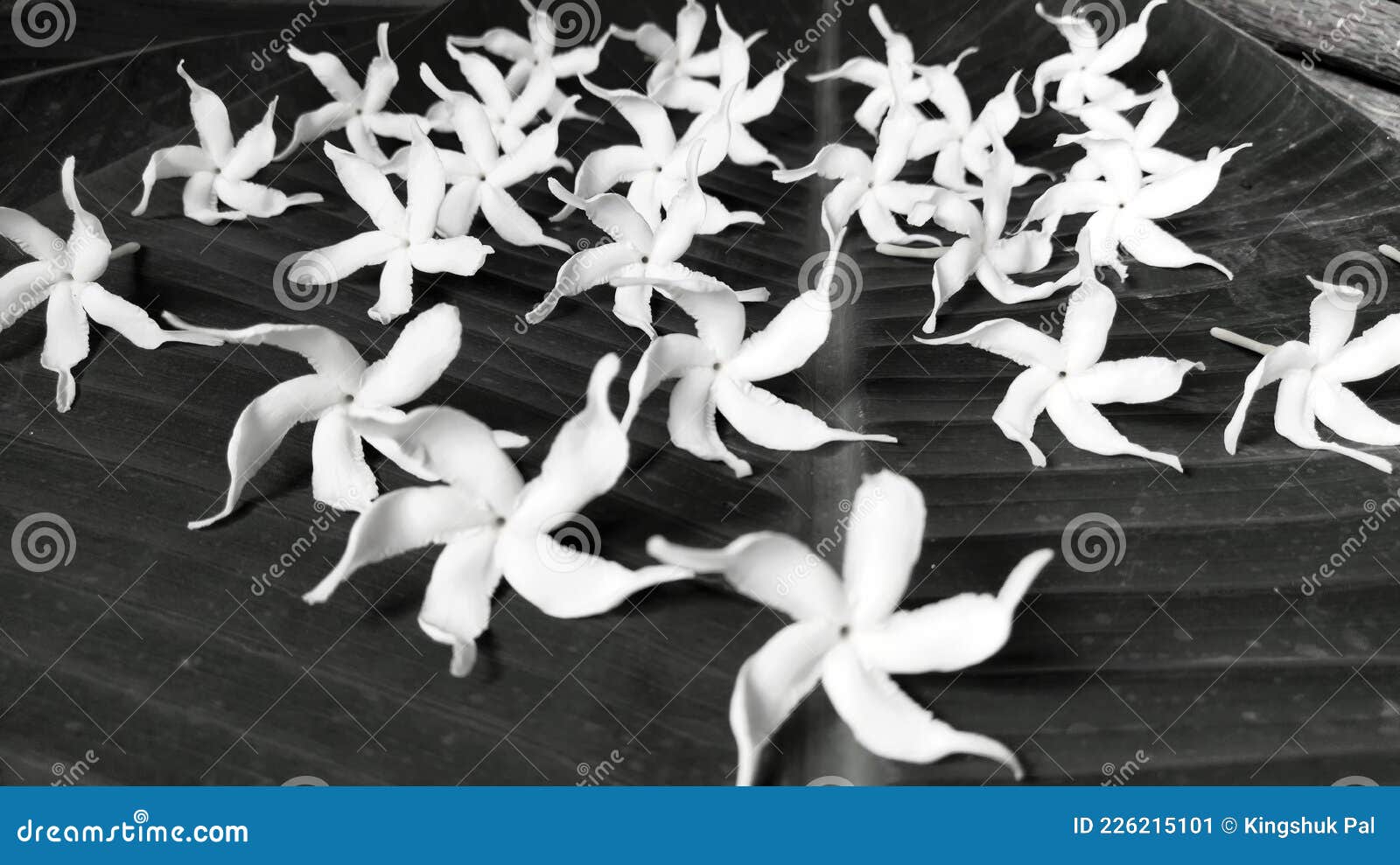 Black and White Sampaguita Flowers Design. Stock Image - Image of line ...