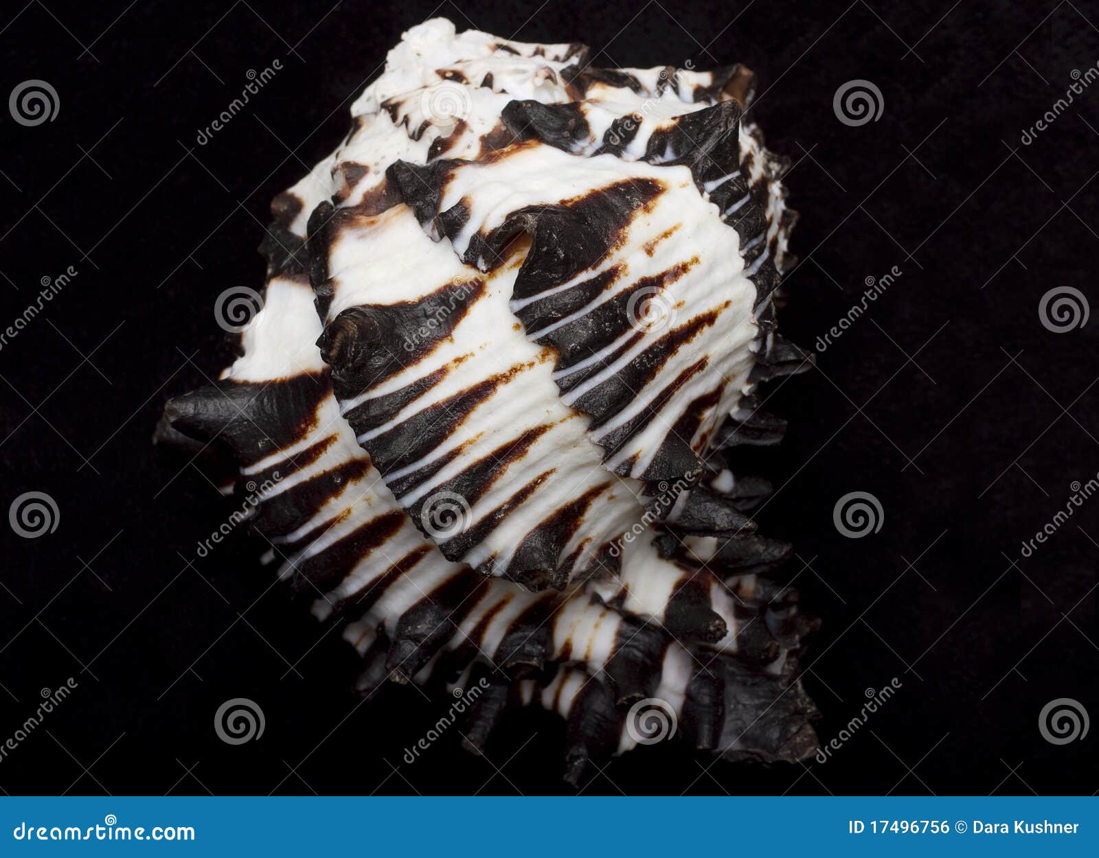 White Seashell Clam Top View Sand Background Royalty-Free Stock Photo ...