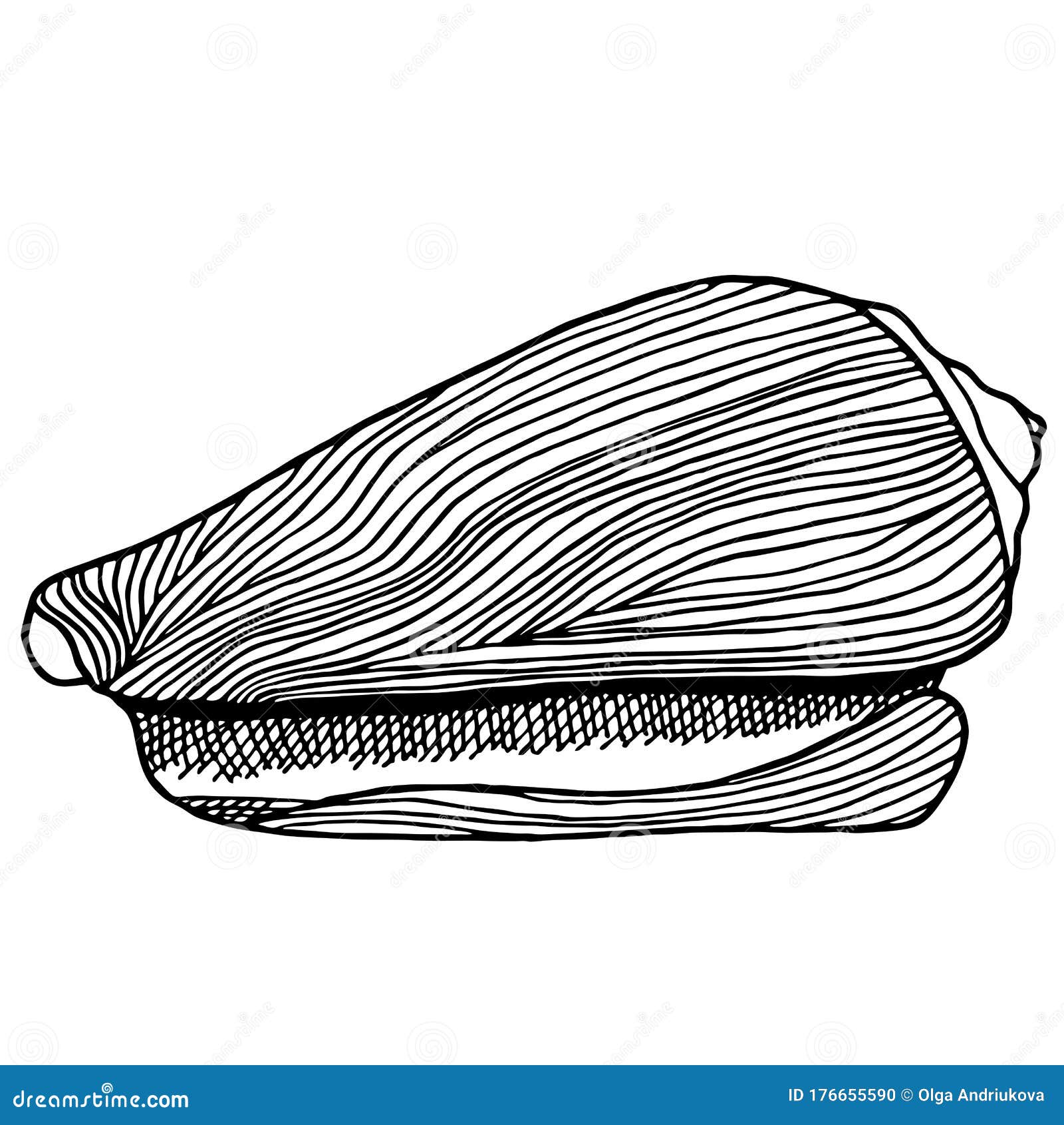 Black and White Seashell. Hand Drawn Outline Contour Vector ...