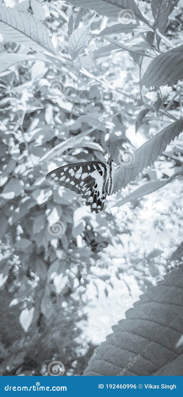 Black And White Selenium Effect In A Photographic Shot Of A Butterfly