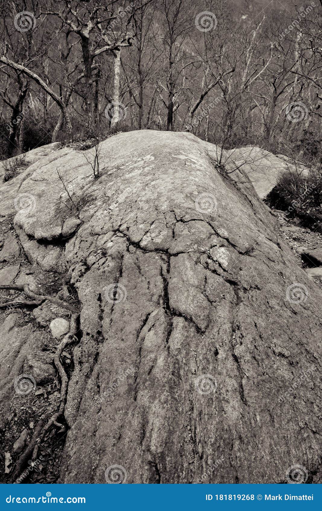 Black and White Sepia Rock Boulder in the Woods Portrait Stock Photo ...