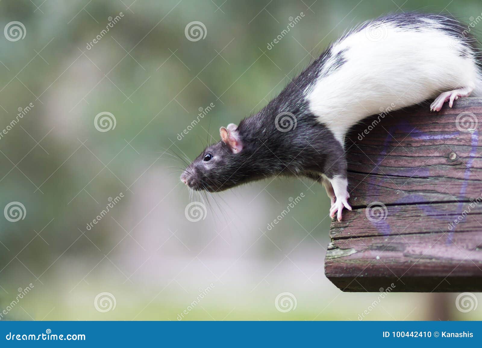 Black and White Sewer Rat Outside Stock Photo - Image of front, small ...