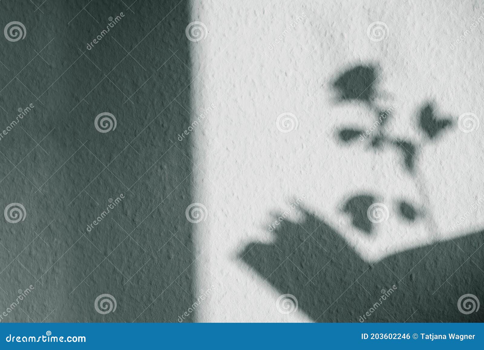 Black and White Shadow from Rose Flower on the Wall Stock Photo - Image ...